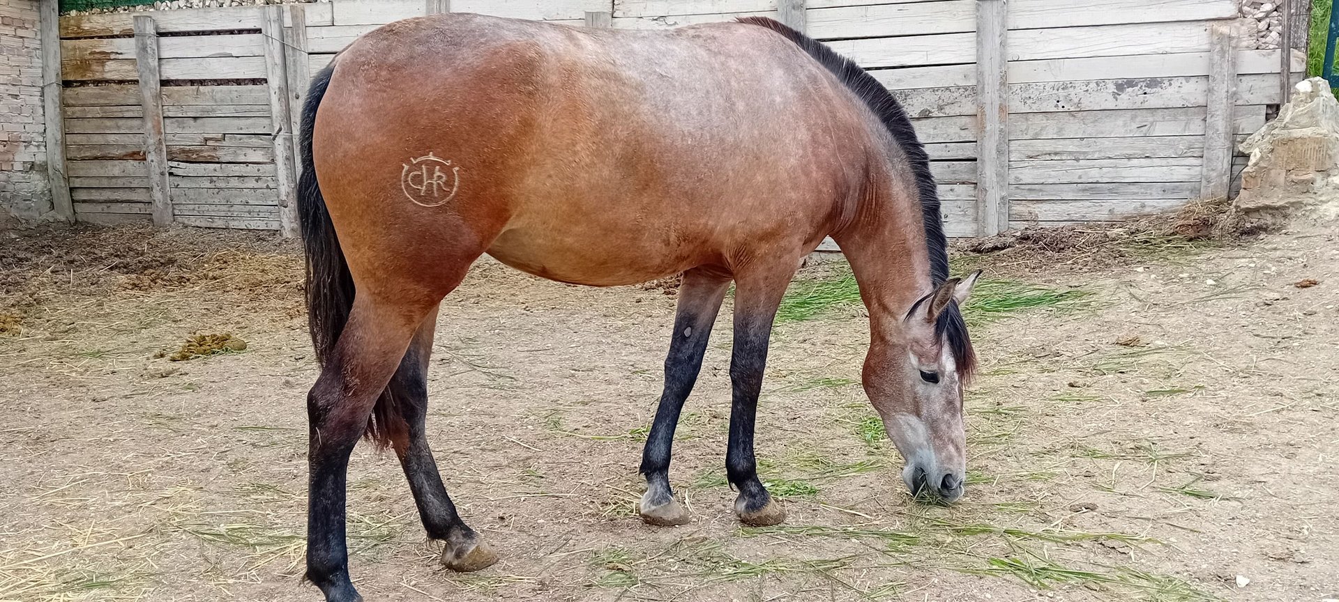 PRE Mare 3 years 16,1 hh Gray-Fleabitten in Estepa