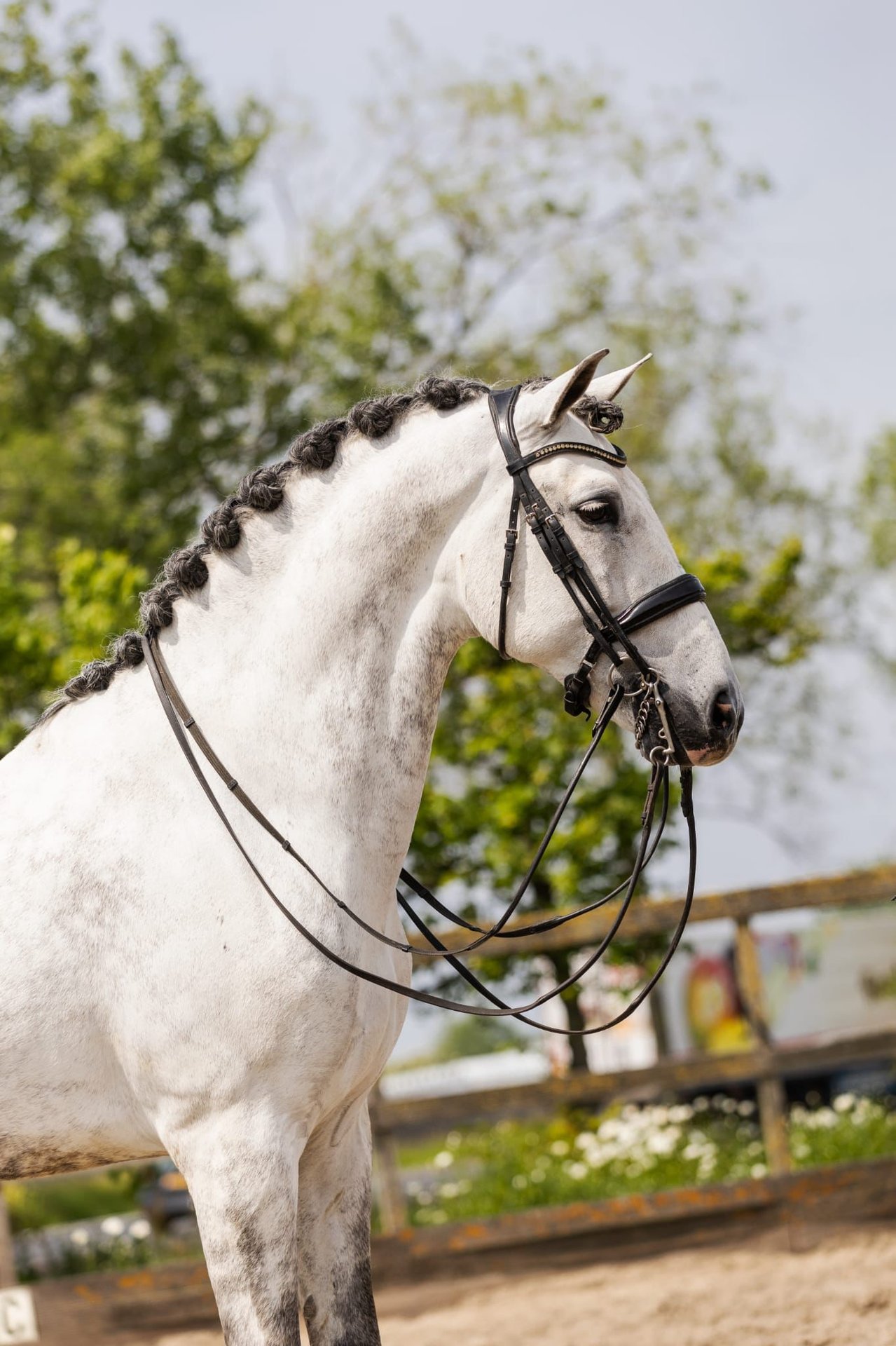 PRE Mix Wallach 9 Jahre 168 cm Schimmel in Sm