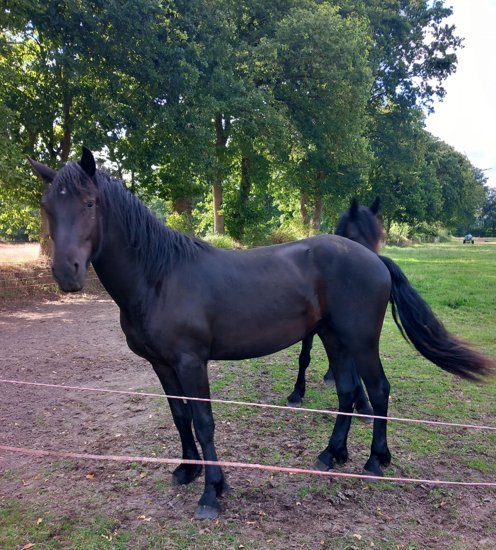 Friesian horses Mix Gelding 3 years 16 hh Black in Großefehn Bagband