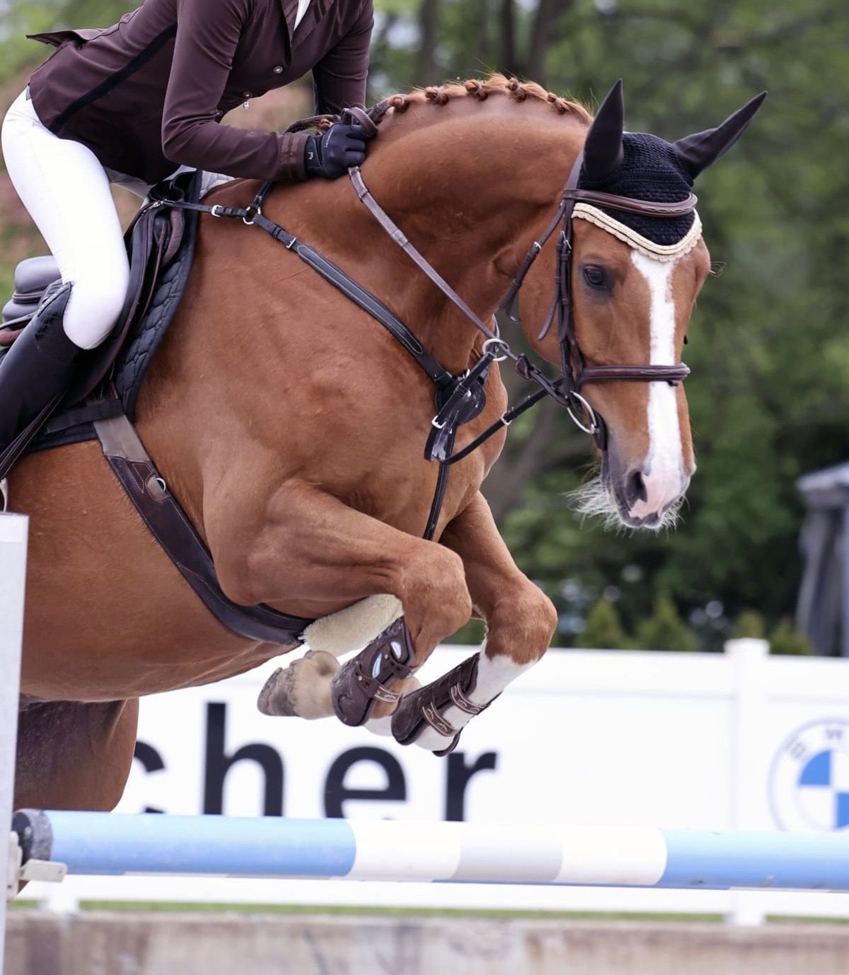 Oldenburger Springpferd Wallach 9 Jahre 165 cm Fuchs in Neu-Ulm