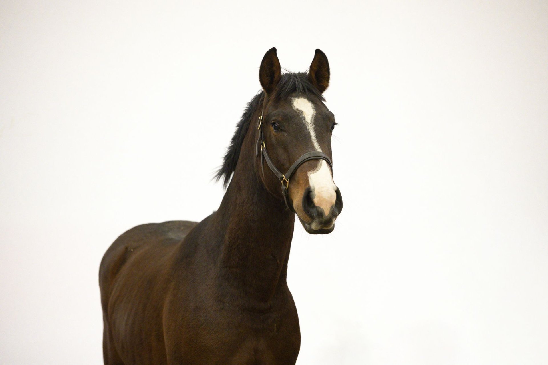 Anglo European Studbook Stallion 2 years 15,2 hh Brown in Waddinxveen