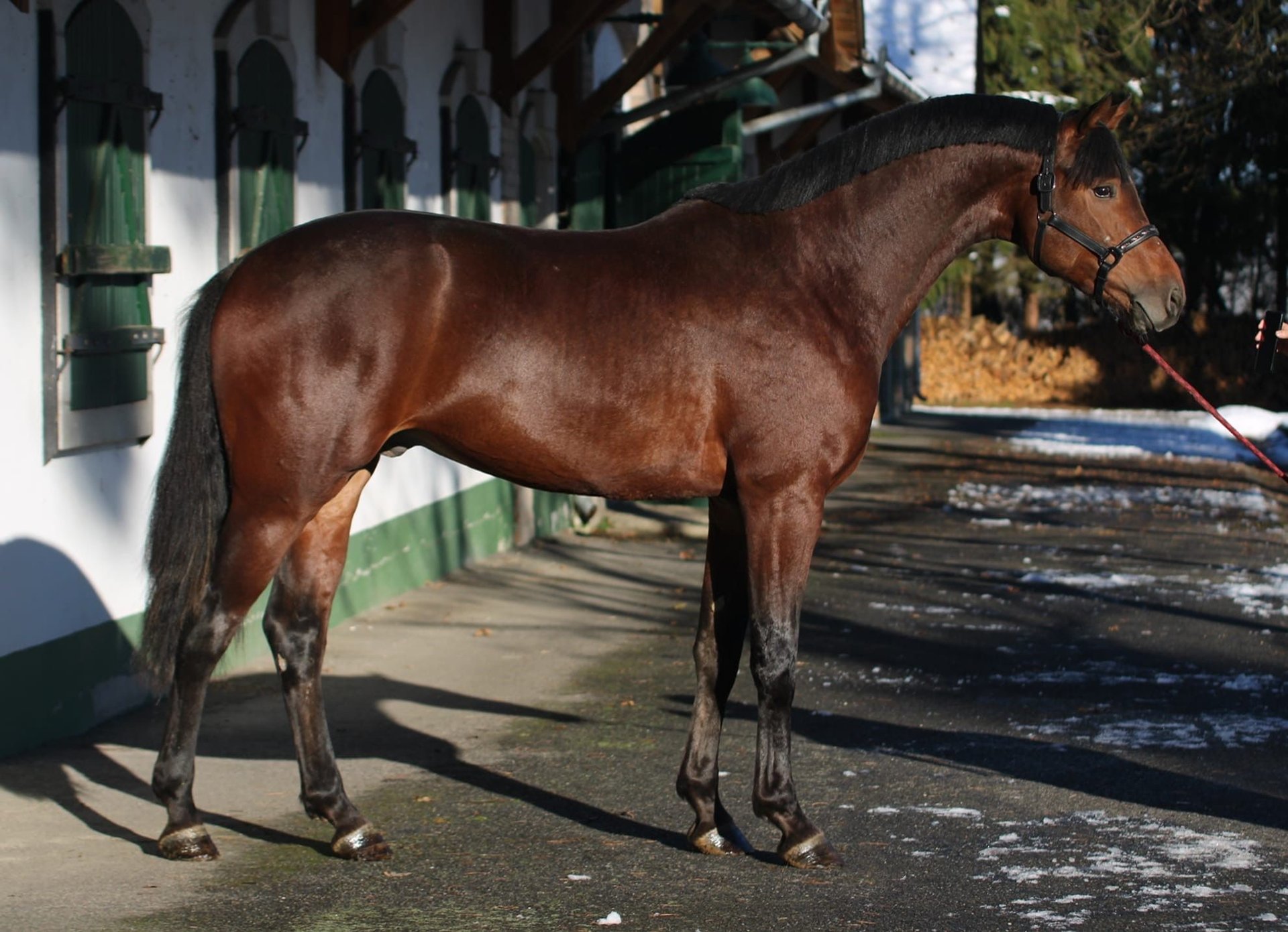 KWPN Stallion 3 years 16,2 hh Brown in Halbenrain