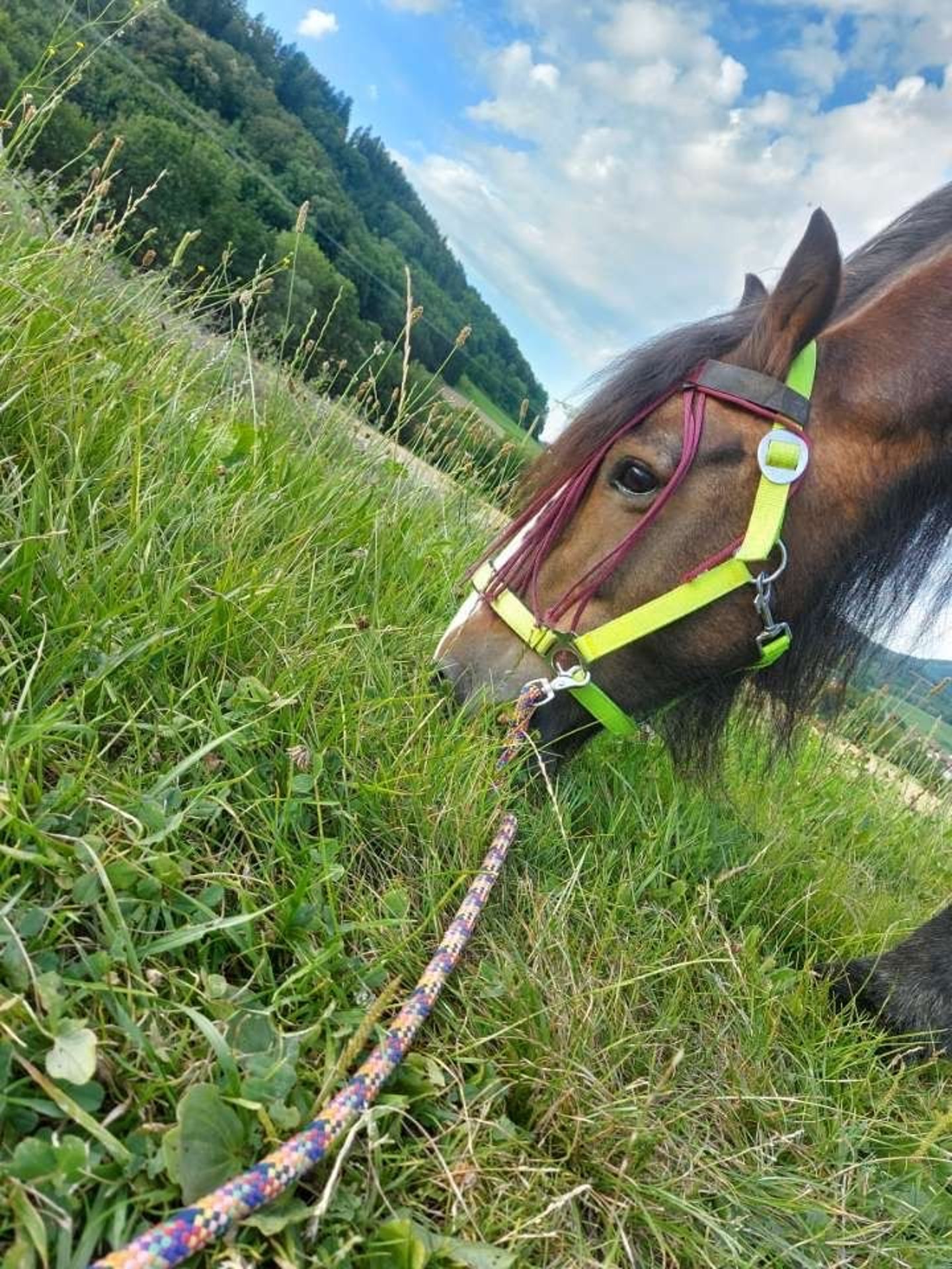 Gypsy Horse Mix Mare 16 years 12,2 hh Brown in Ottenbach