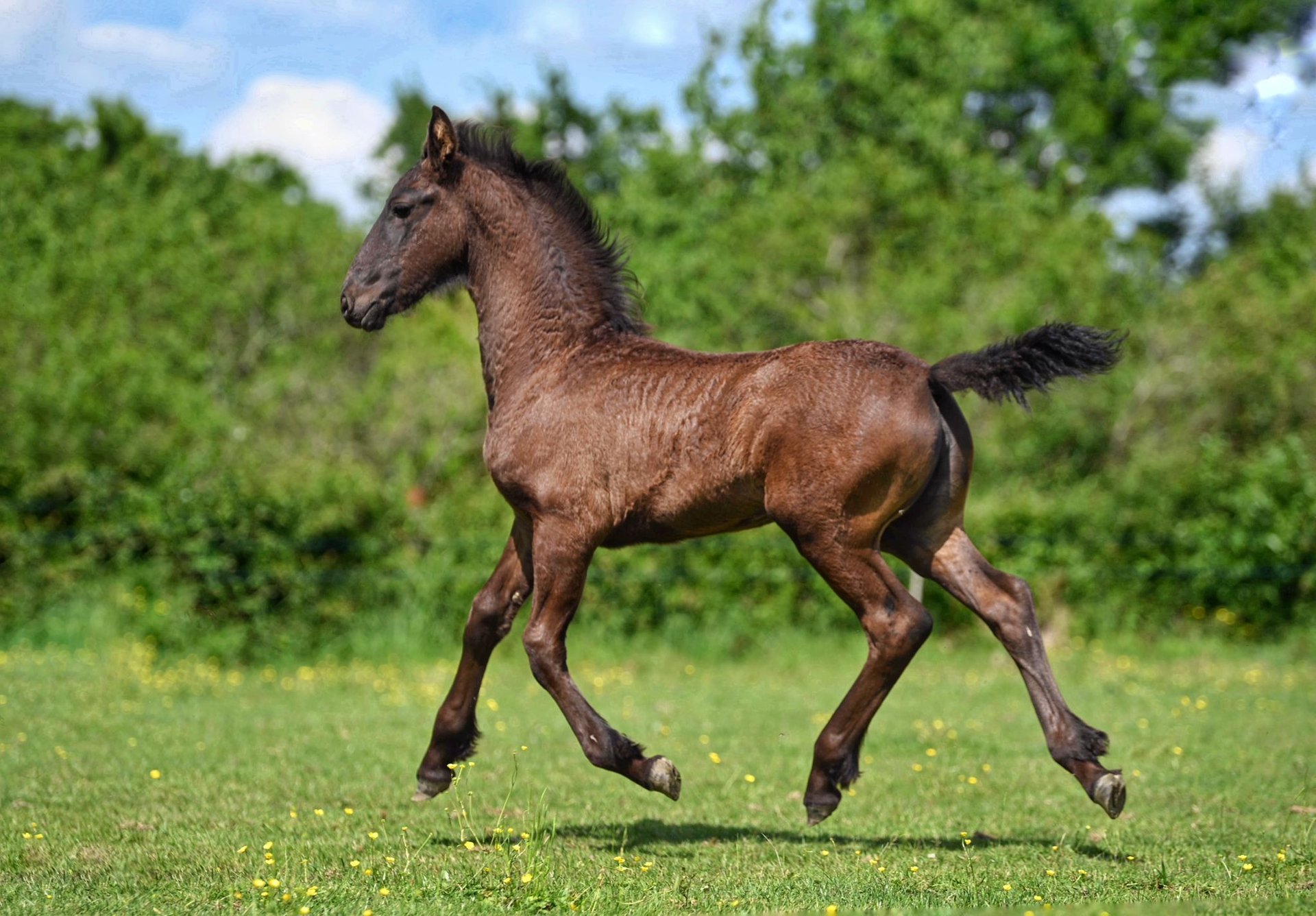 Fries paard Merrie Veulen (03/2025) Zwart in La Motte Feuilly