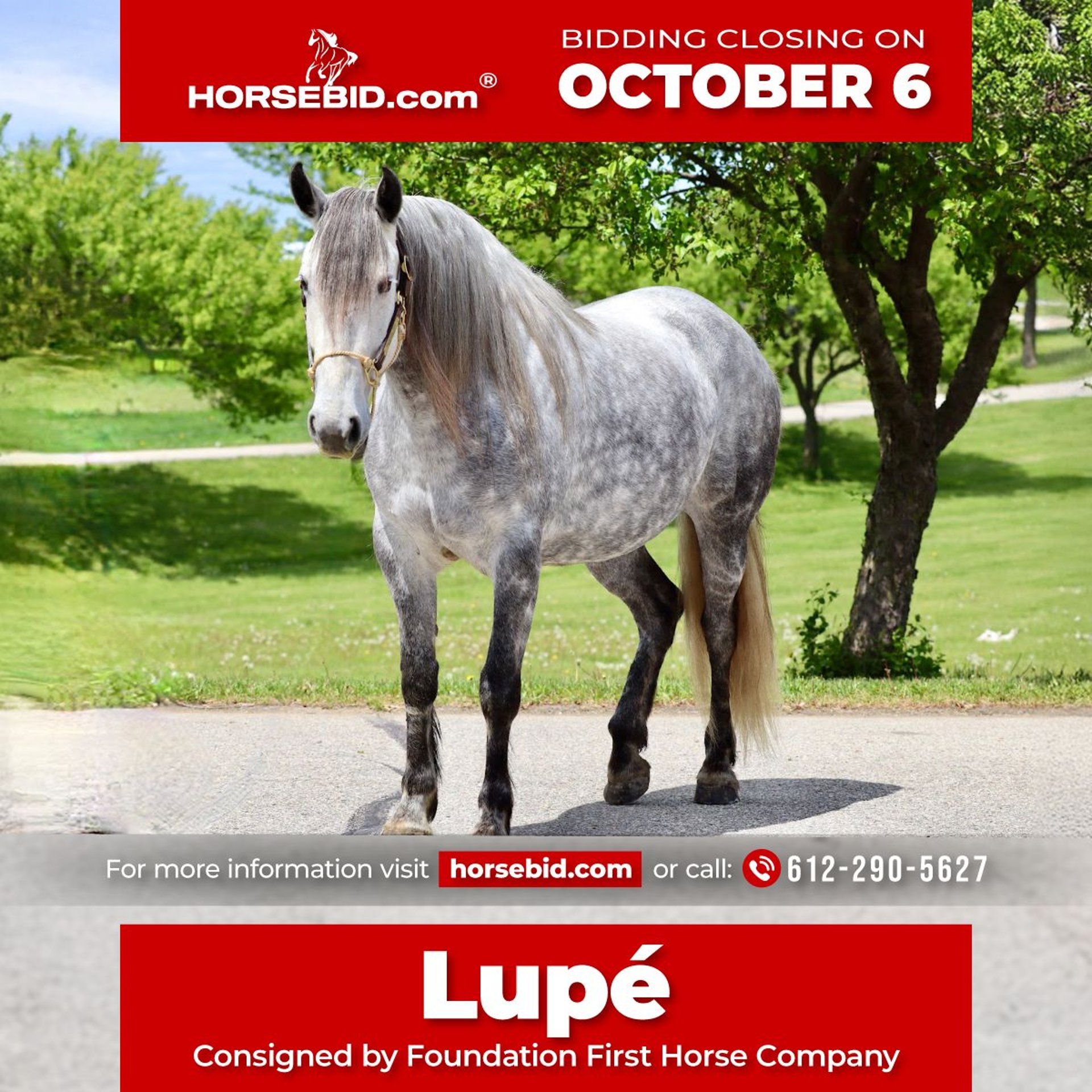 Andalusian Mix Mare 6 years 15,2 hh Grey in Chatfield