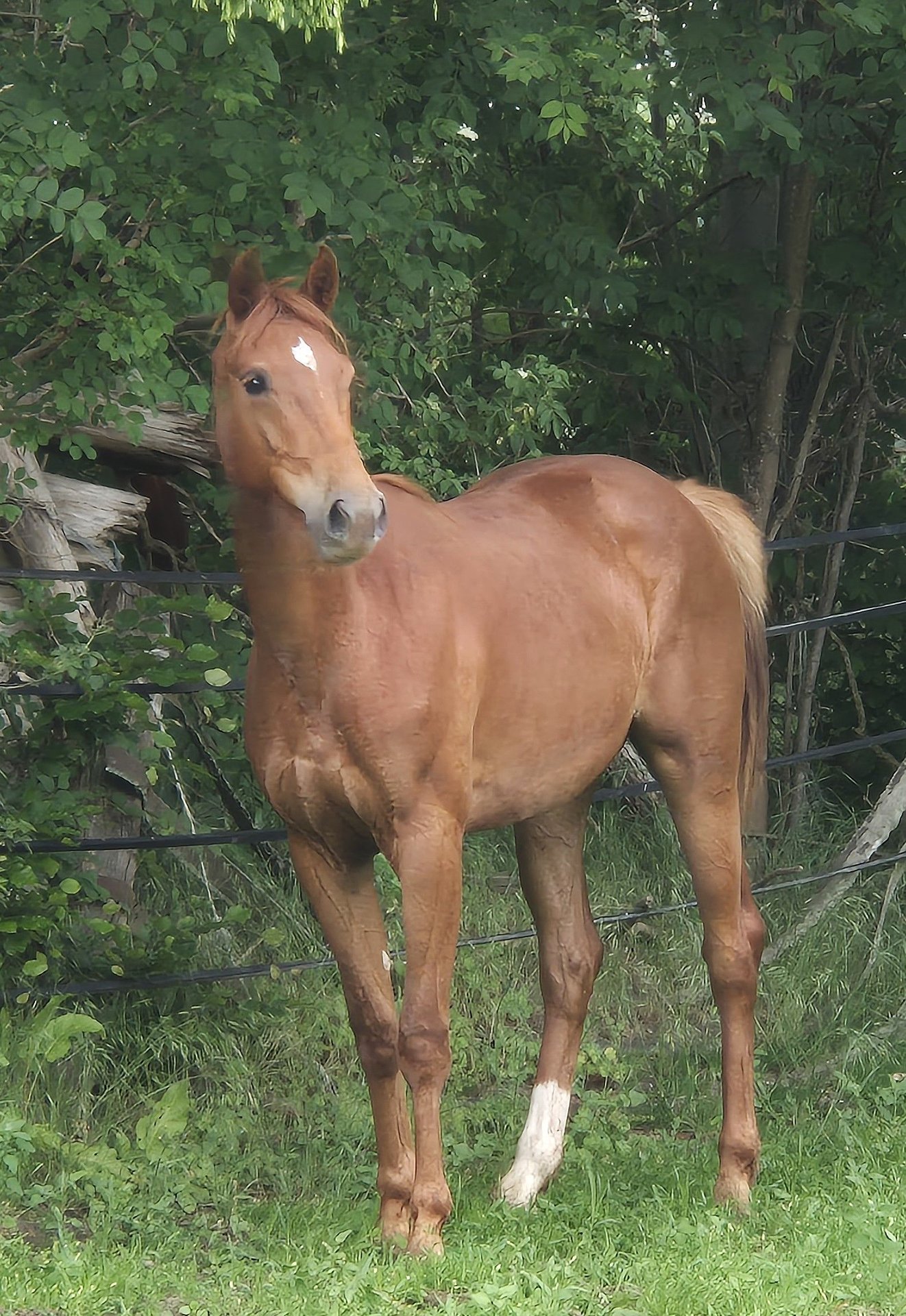 Oldenburg Mare 2 years 16,1 hh Chestnut in Ehrenburg