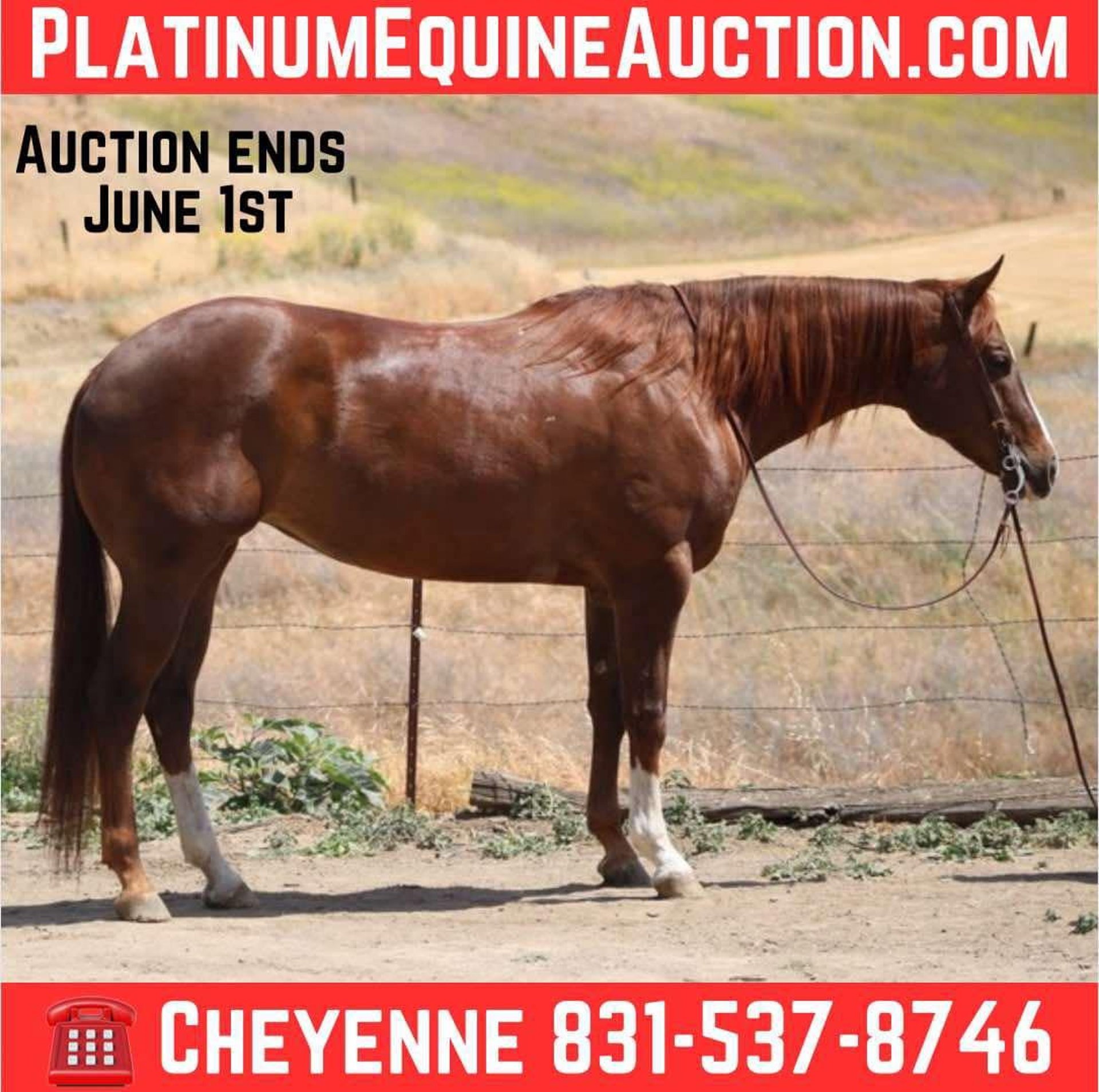 American Quarter Horse Stute 7 Jahre 160 cm Dunkelfuchs in Bitterwater CA