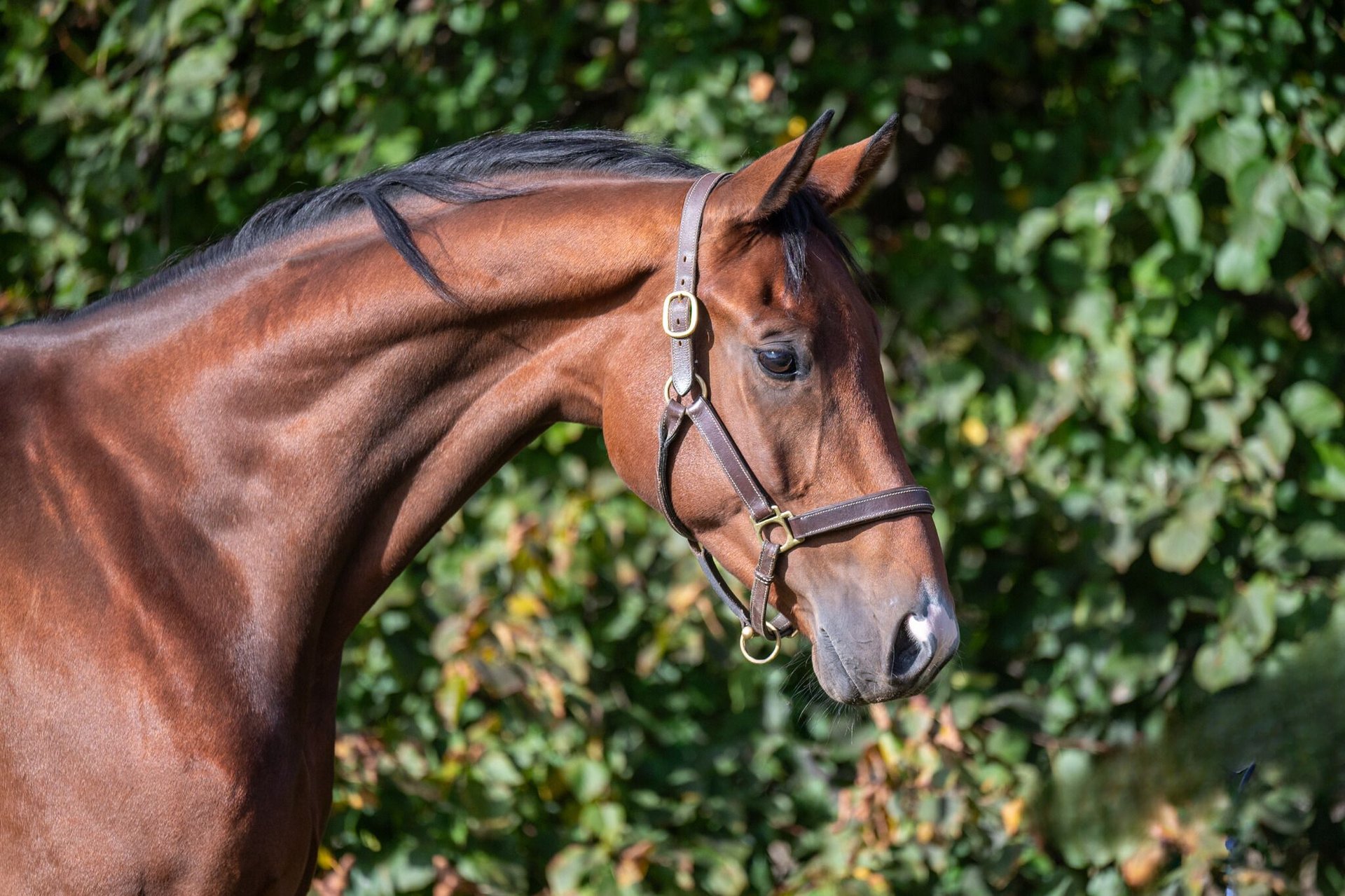 Belgian Warmblood Gelding 8 years 16 hh Brown in GROTE-BROGEL