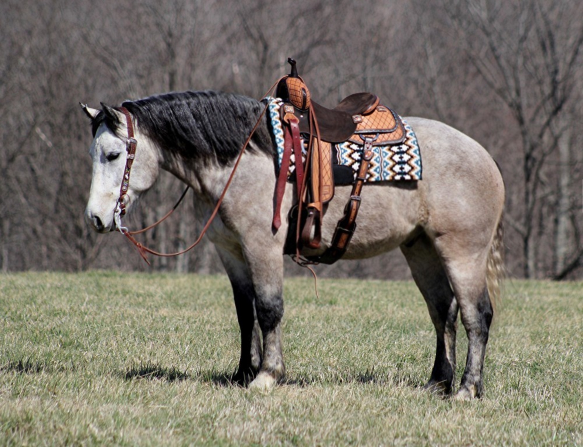 Percheron Gelding 6 years Gray-Dapple in Mount Vernon Ky