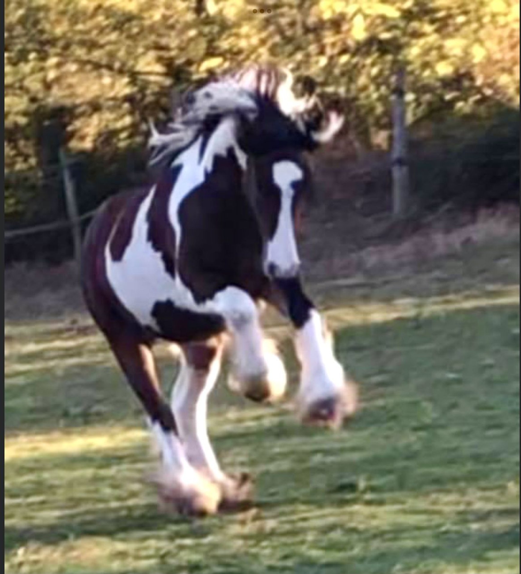 Tinker Hengst 5 Jahre 148 cm Tobiano-alle-Farben in Luchapt