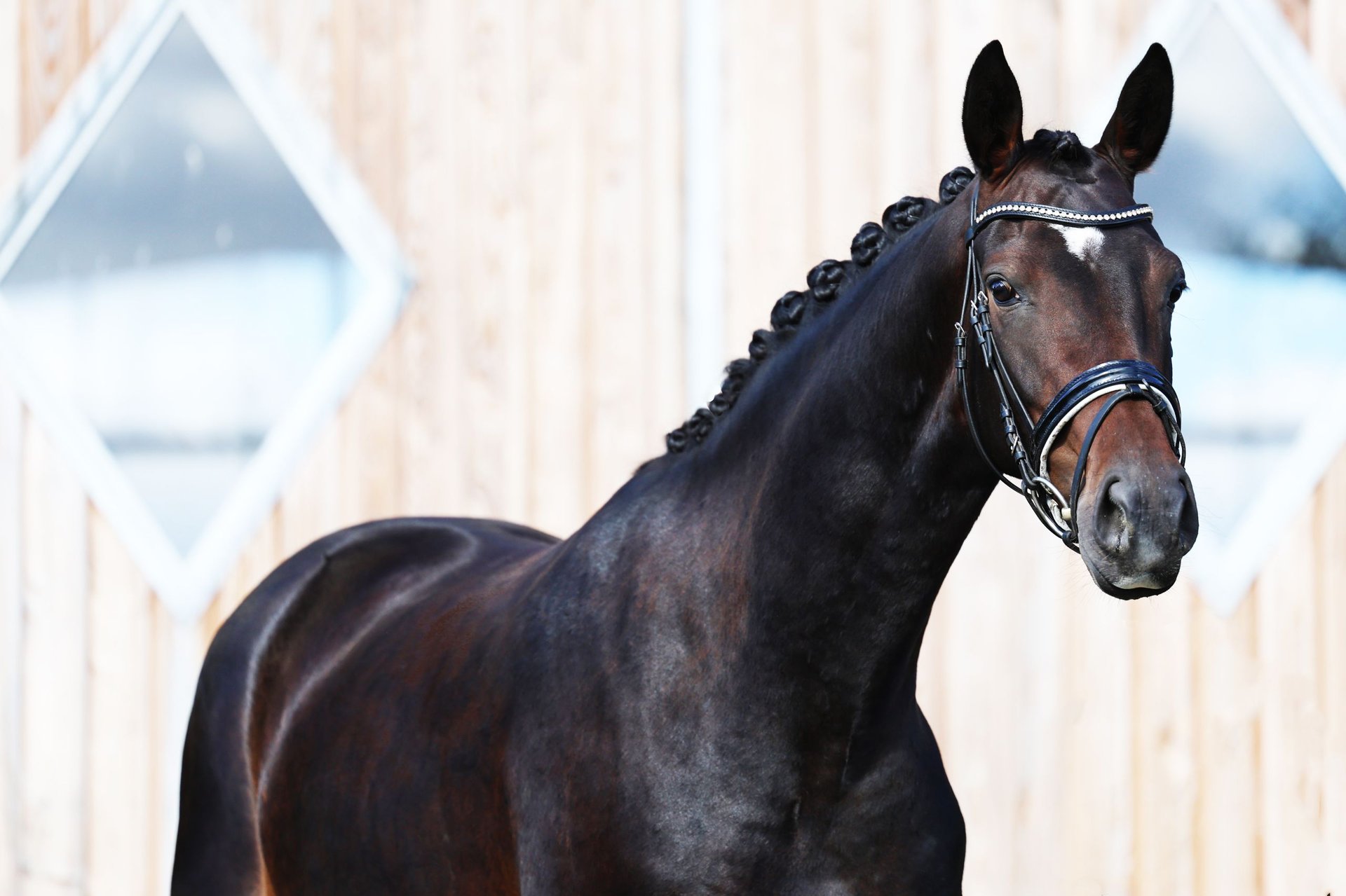 Oldenburg Mare 4 years 16,1 hh Bay-Dark in Loewenberger Land, 30 min ...