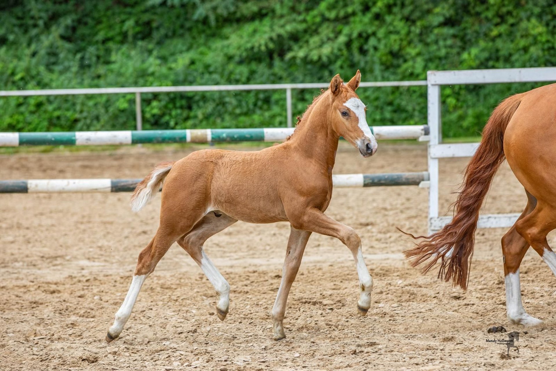 Deutsches Reitpony Hengst Fohlen (06/2024) 147 cm Fuchs in Aurich