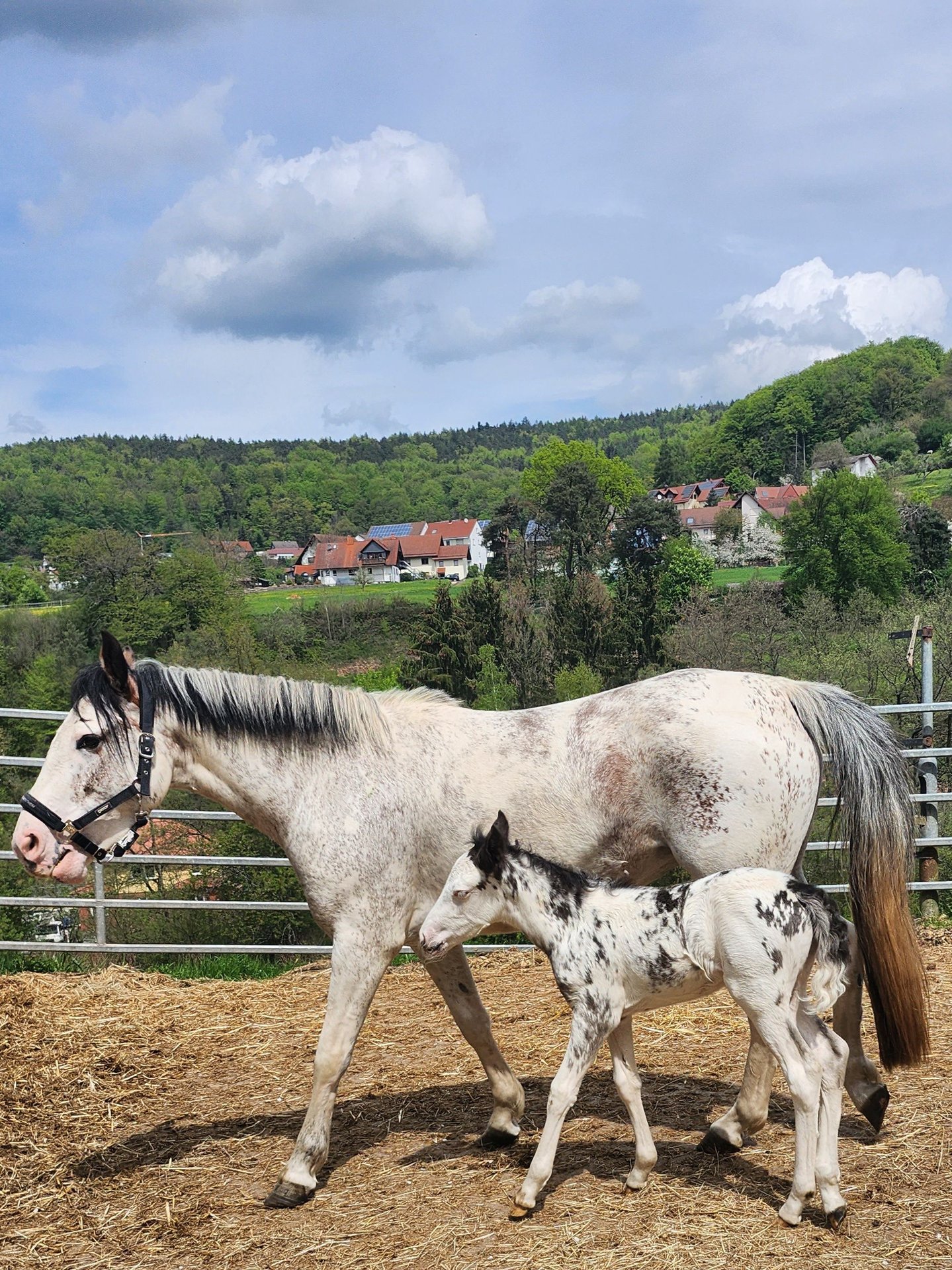 Criollo Merrie 1 Jaar 150 cm Overo-alle-kleuren in Sommerkahl