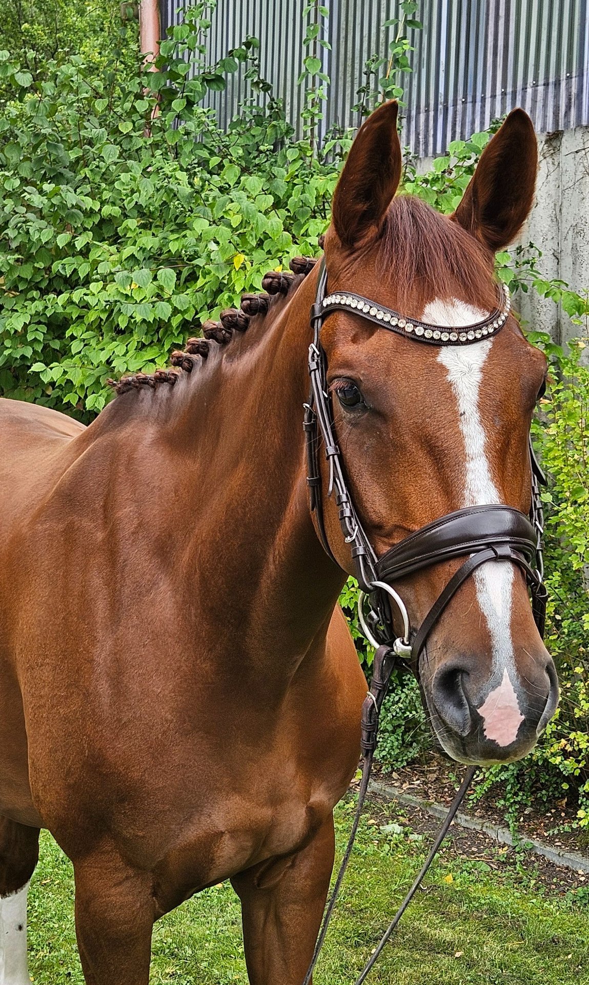 Westphalien Jument 7 Ans 169 cm Alezan in Senden