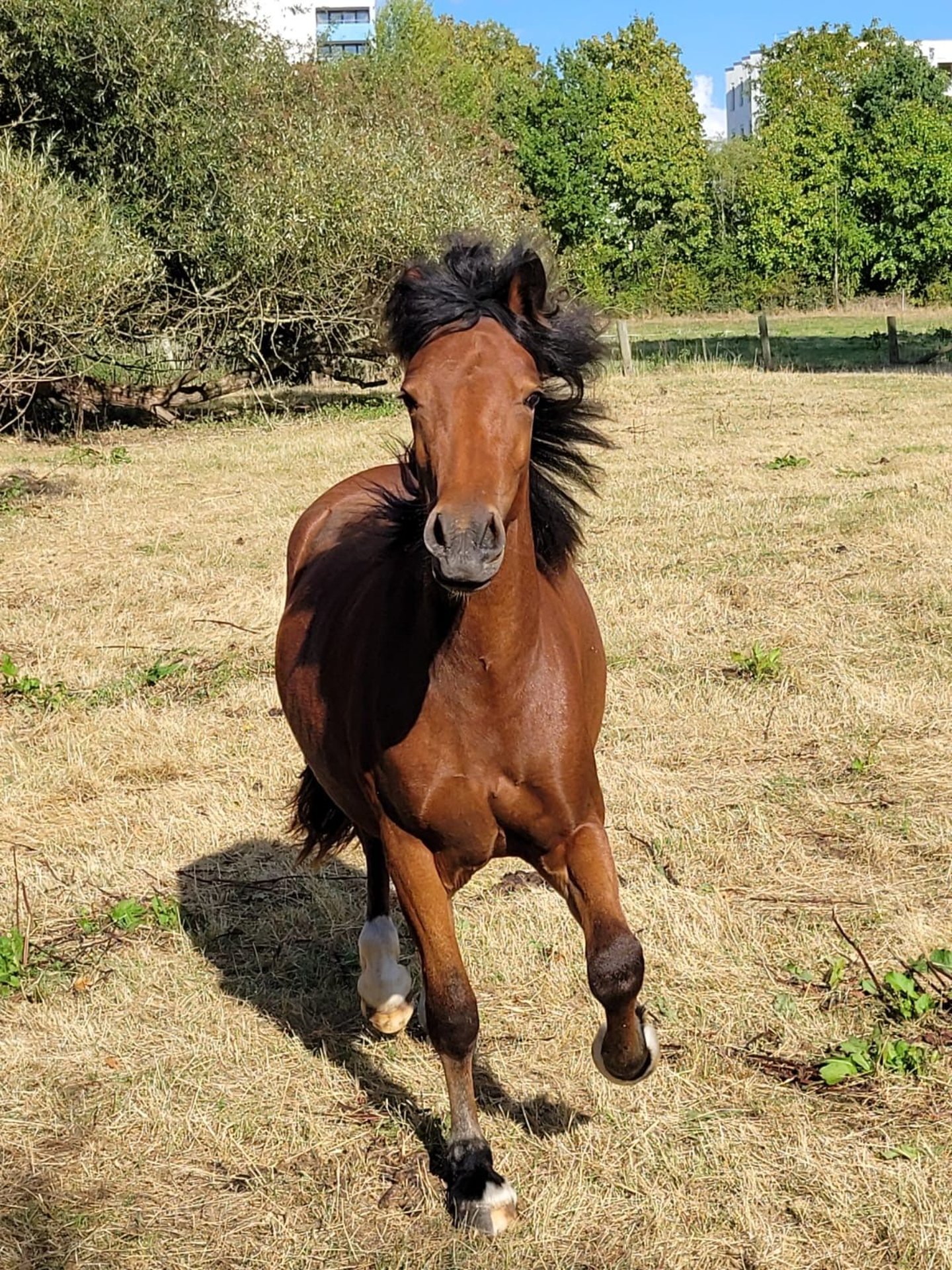 Welsh D (Cob) Mare 2 years Brown in Laatzen
