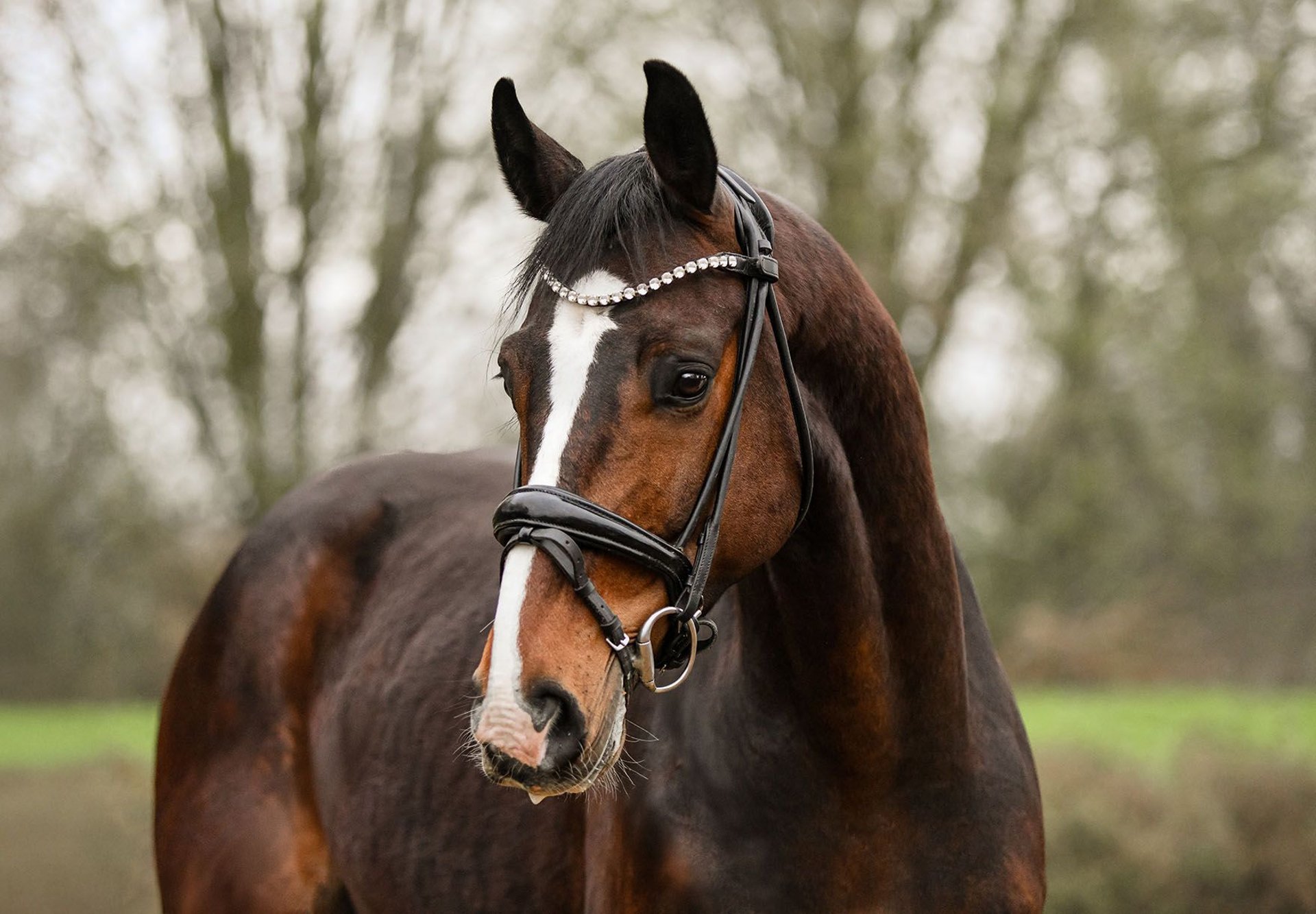 Hanoverian Gelding 7 years 16,2 hh Bay-Dark in Riedstadt