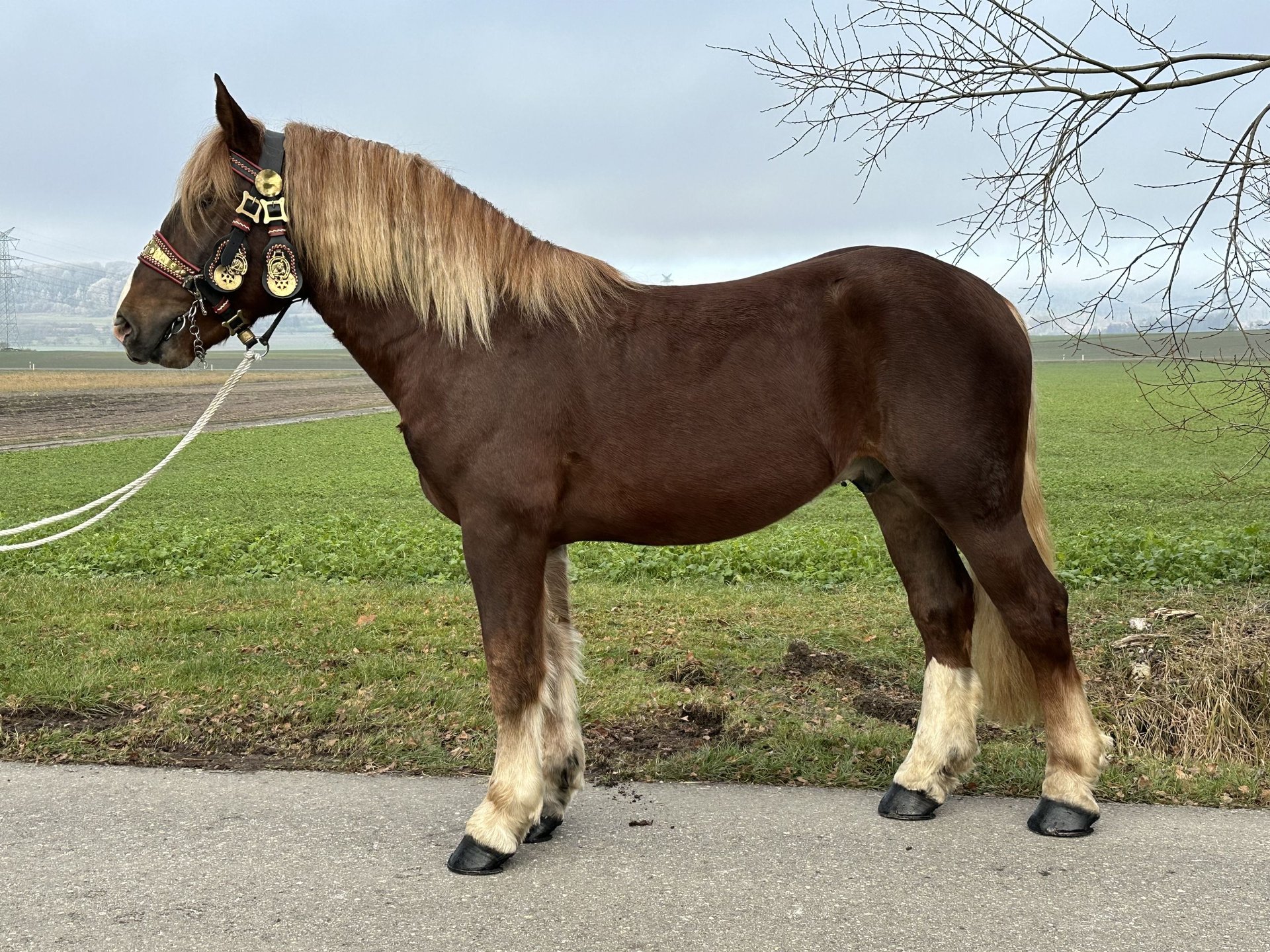 Süddeutsches Kaltblut Wallach 2 Jahre 166 cm Dunkelfuchs in Riedlingen