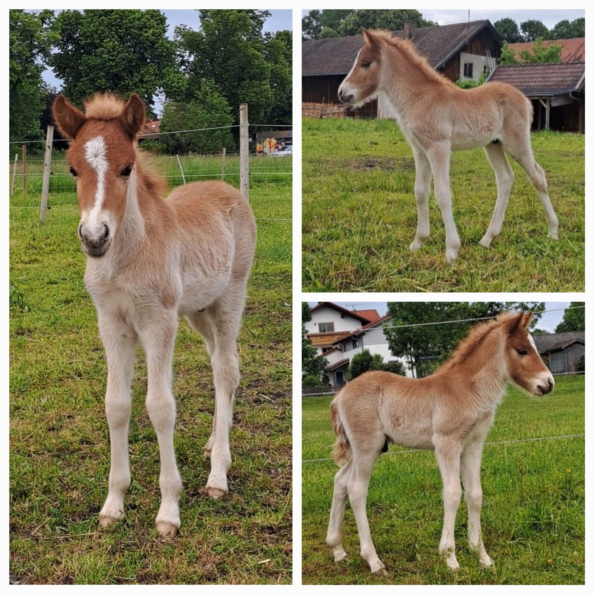 Icelandic Horse Stallion 13,2 hh Chestnut-Red in Polling