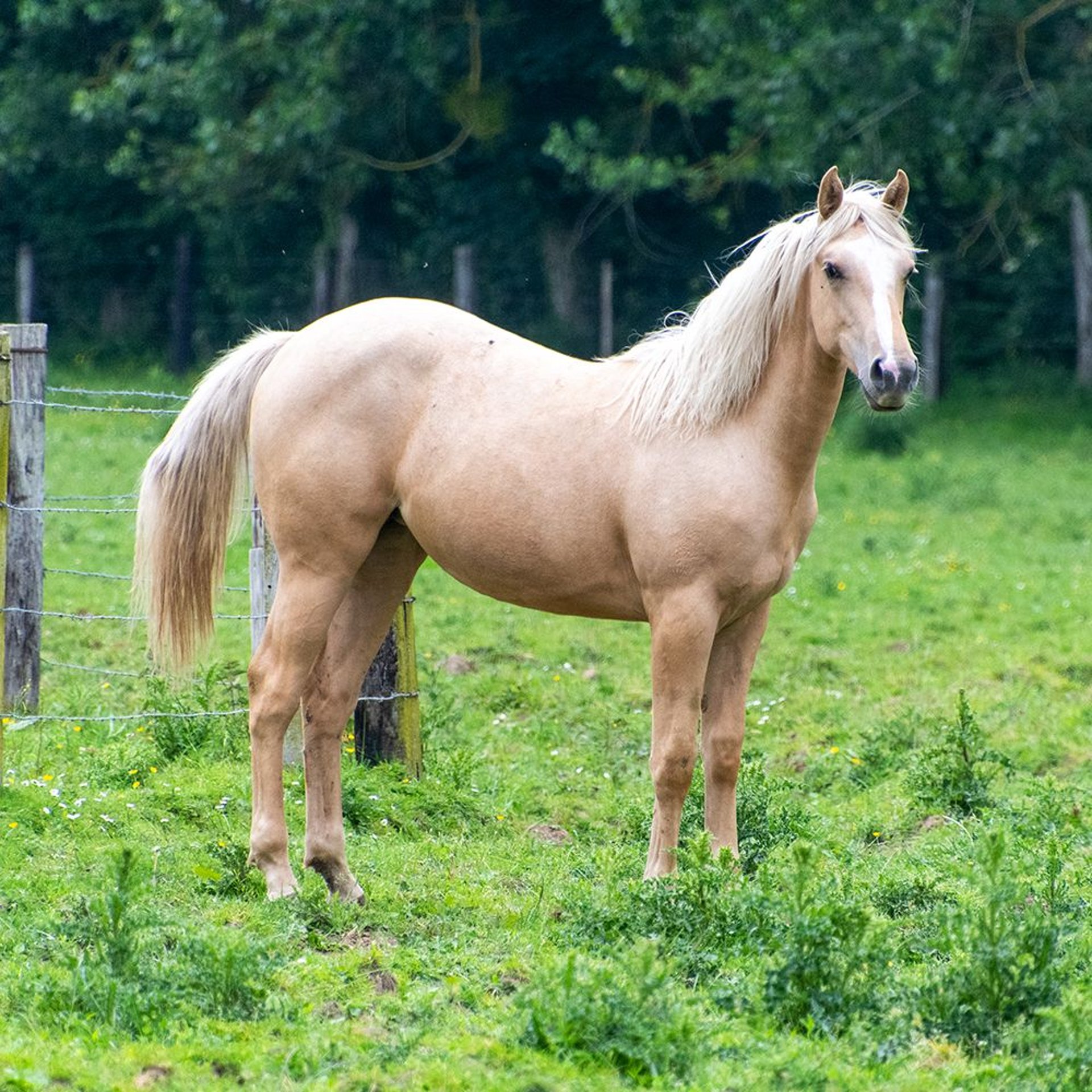 Appaloosa Stute 2 Jahre 150 cm Palomino in Bayeux