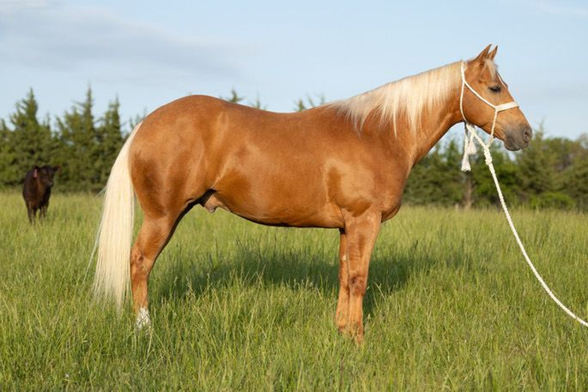American Quarter Horse Gelding 6 years 14,3 hh Palomino in Bedford