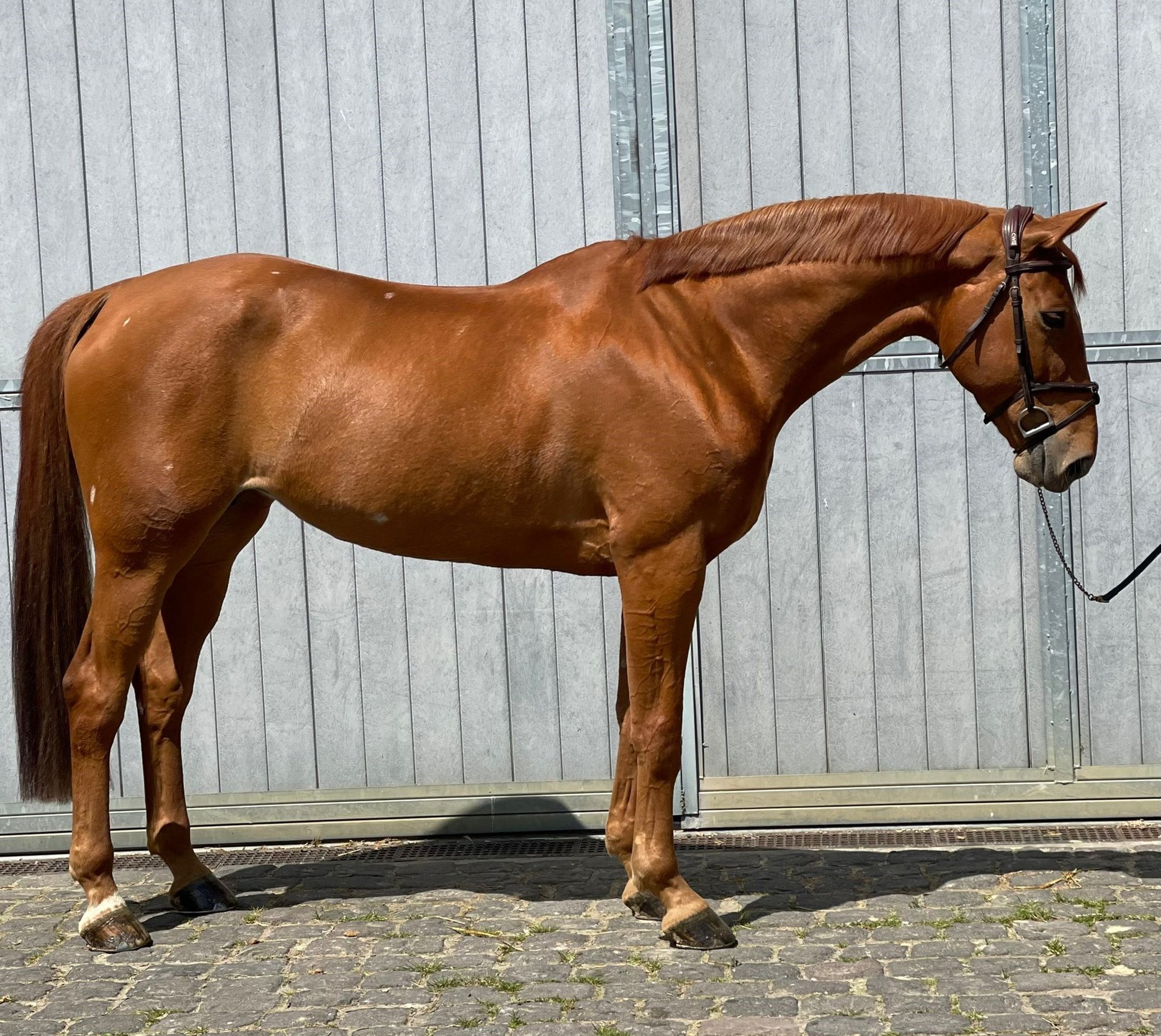 KWPN Stute 9 Jahre 167 cm Fuchs in Dietikon