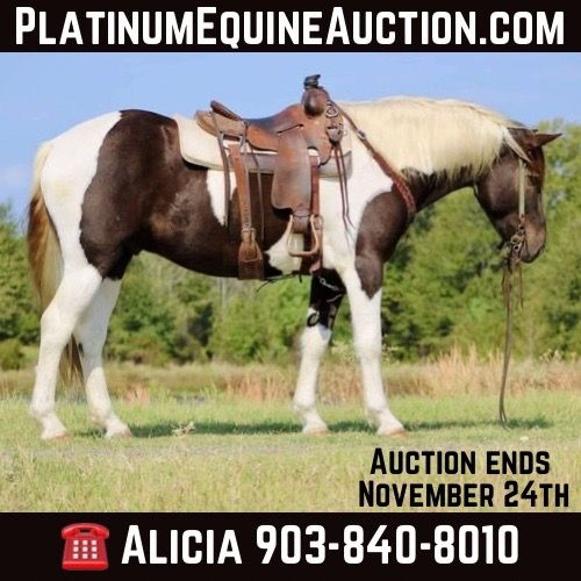 American Quarter Horse Gelding 7 years 15,1 hh Tobiano-all-colors in ...