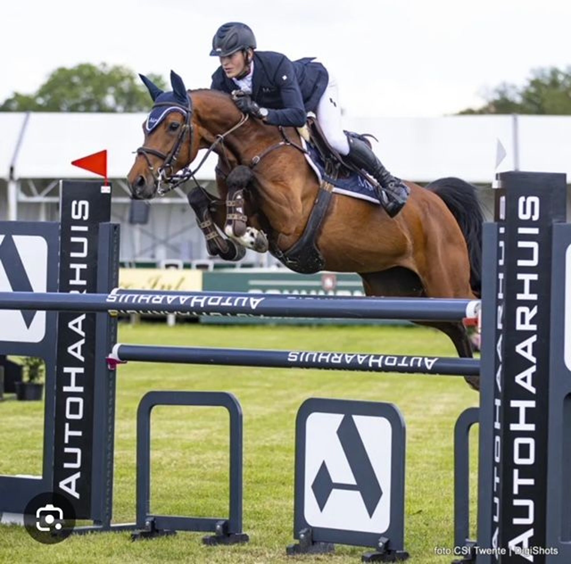 KWPN Mare 19 years 16,1 hh Brown in Rhinow