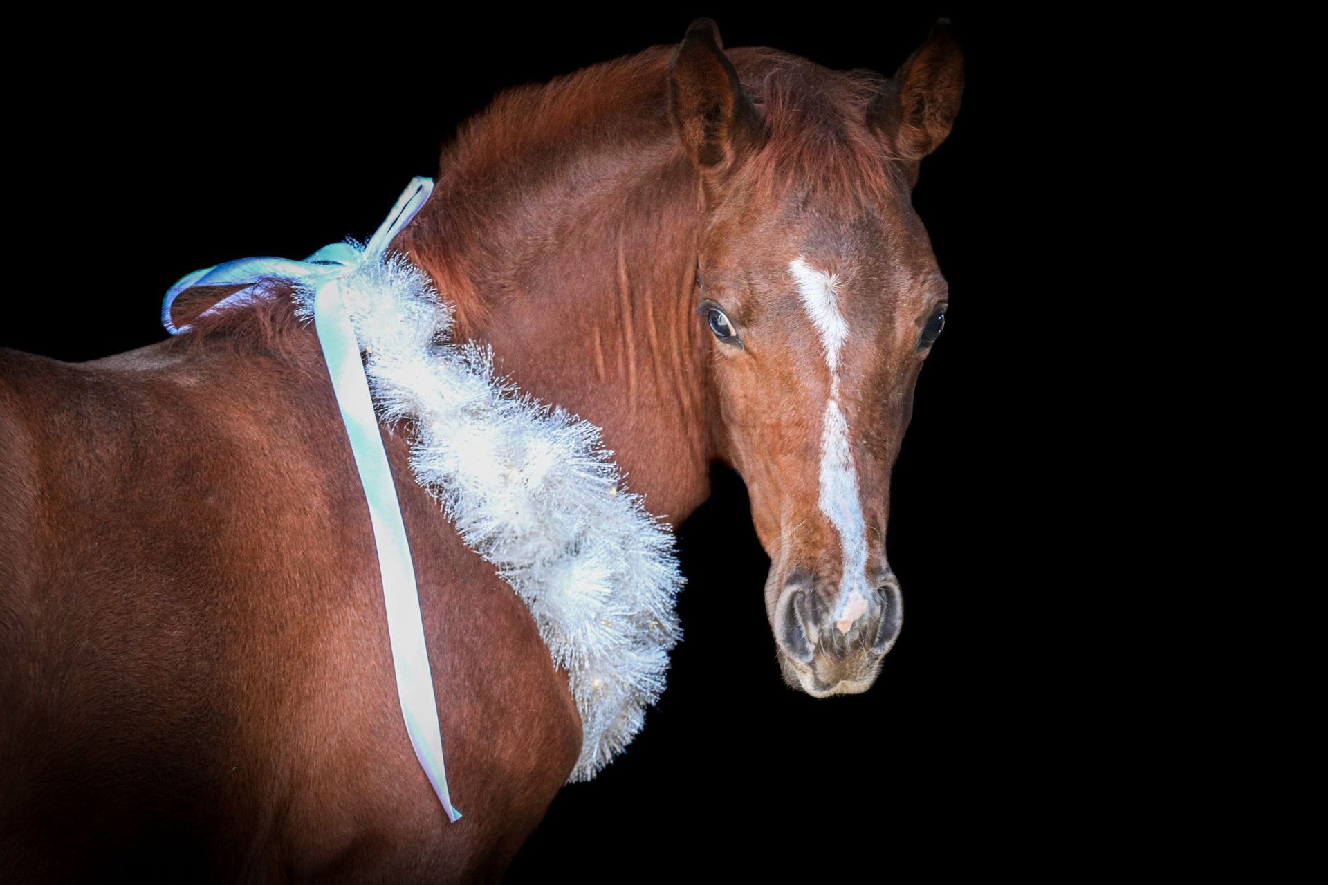 American Quarter Horse Mare 1 year 14,3 hh Chestnut-Red in Herne