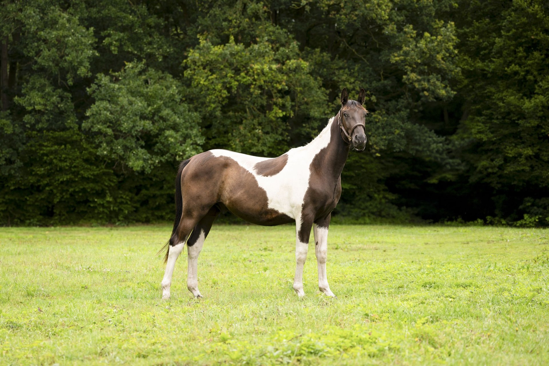 Trakehner Gelding 2 years 16 hh Pinto in Lüdersdorf