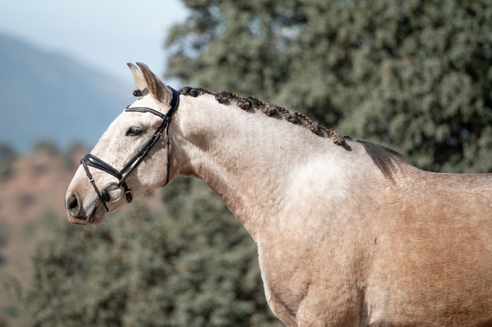 Lusitano Gelding 4 years 16 hh Gray-Red-Tan in El Gastor