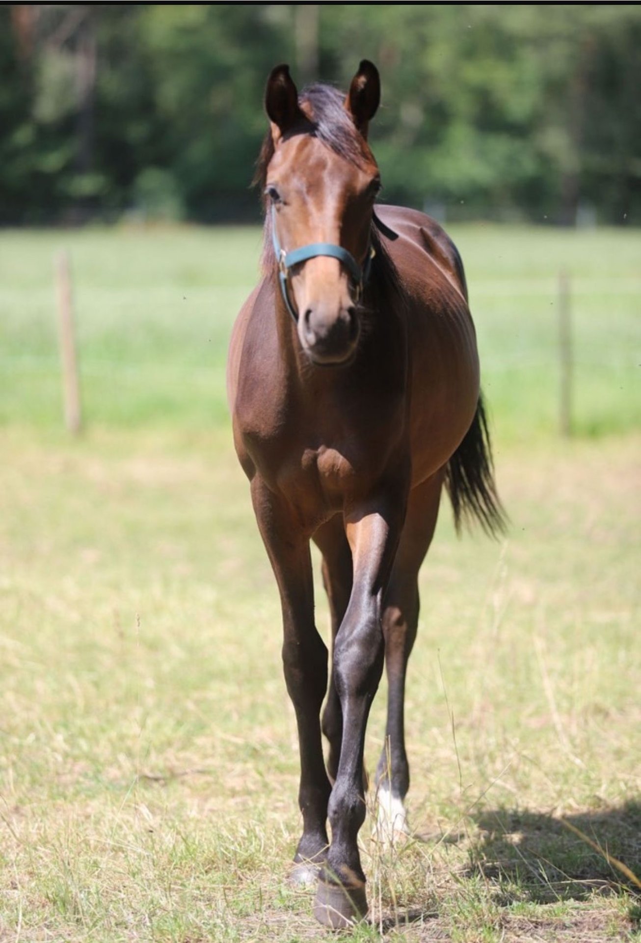 Oldenburg Stallion 1 year Bay-Dark in Neuenkirchen-Vörden