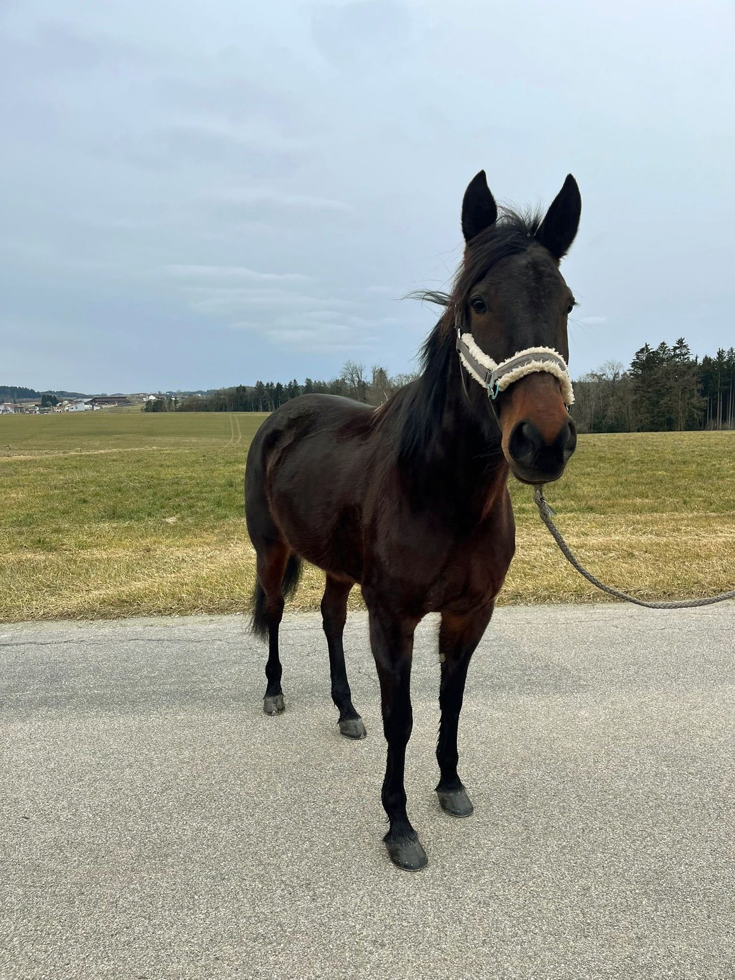 German Trotter Mare 7 years 15,2 hh Smoky-Black in Tann