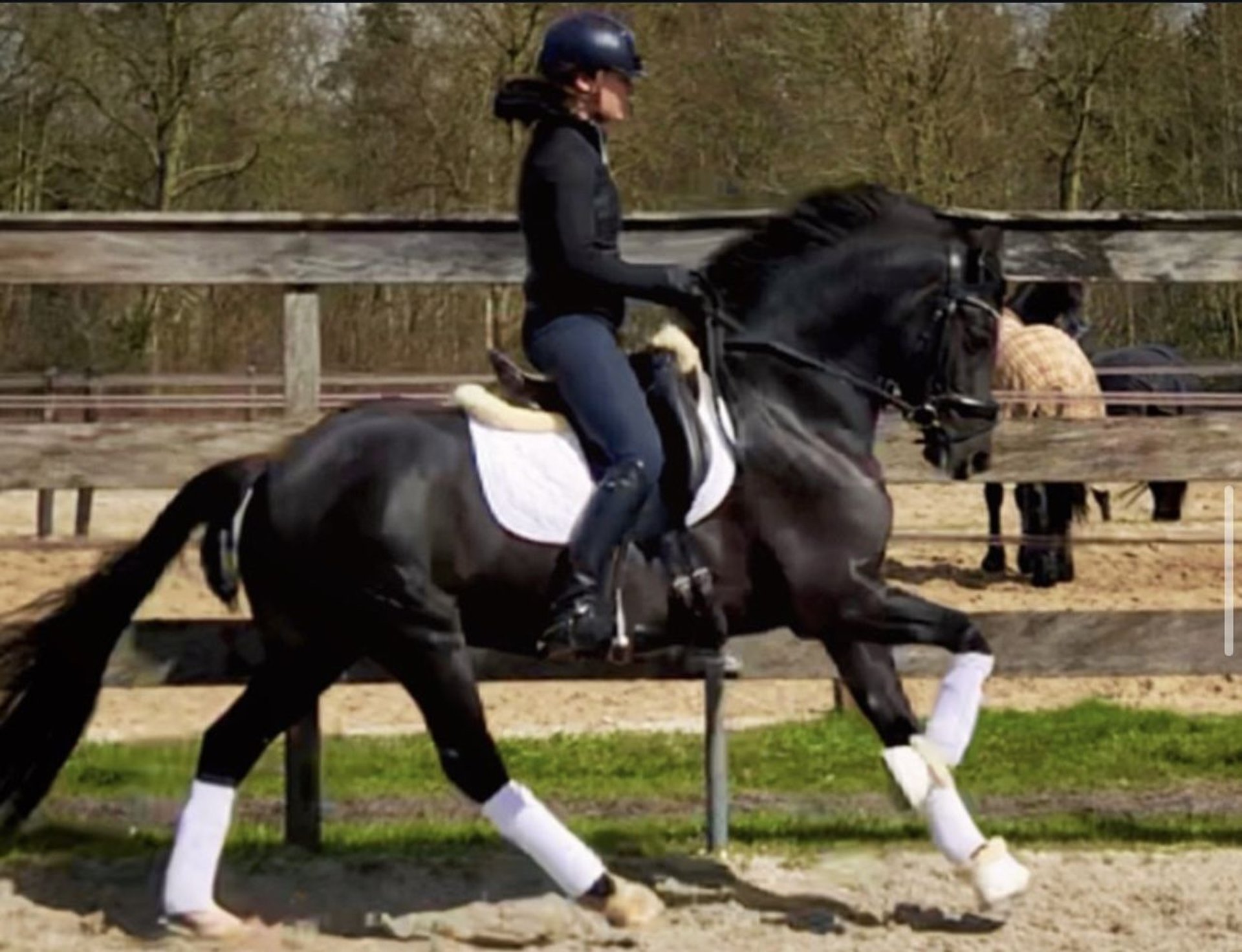 New Forest Pony Gelding 9 years 14,1 hh Black in Hemrik