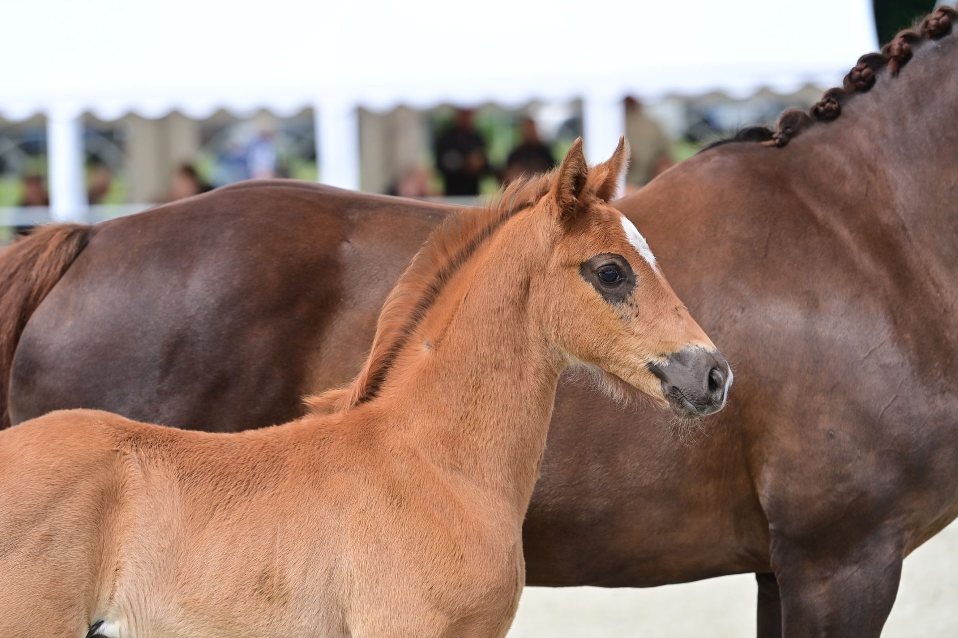 Oldenburg Stallion 1 year 16 hh Chestnut in Neuenkirchen