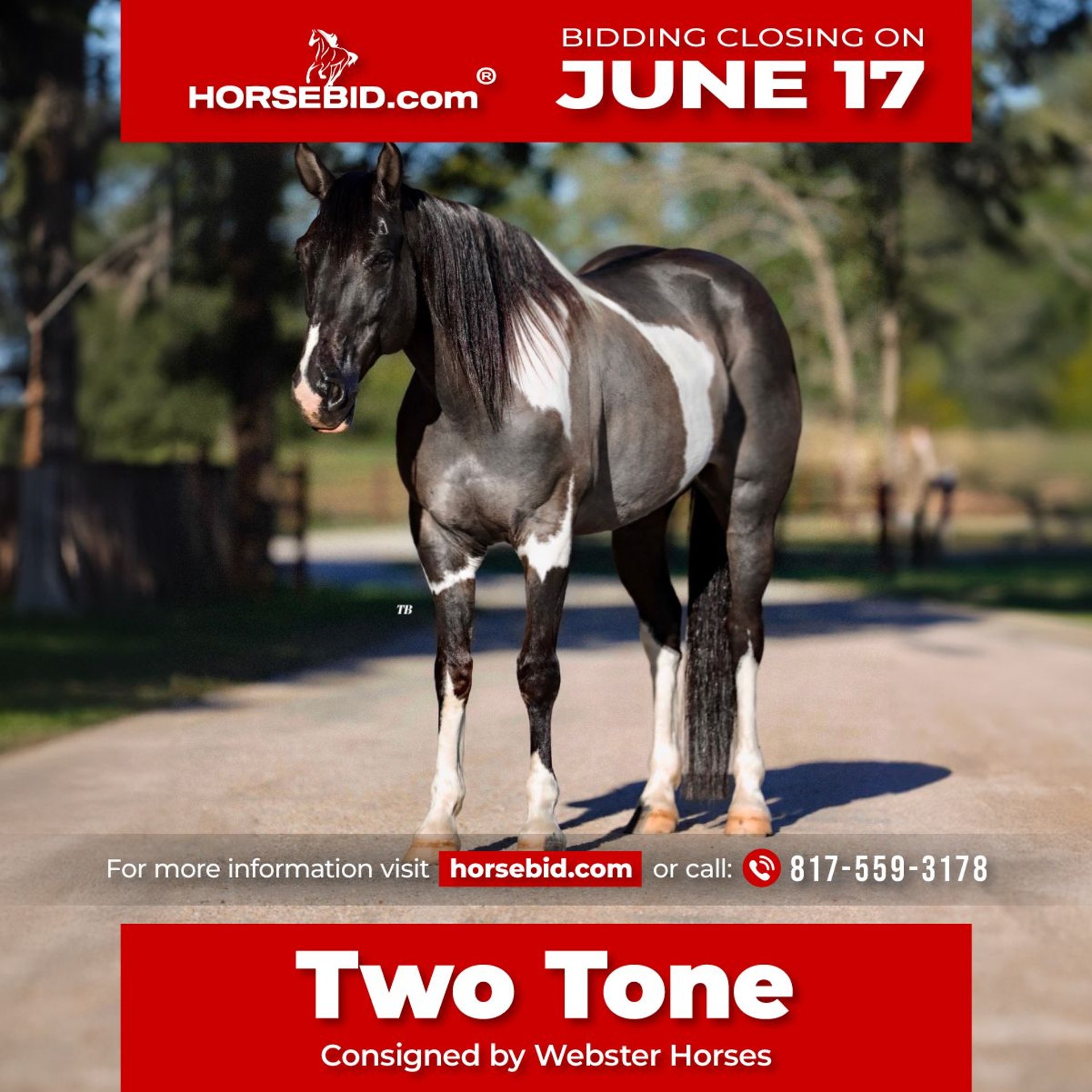 American Quarter Horse Gelding 11 years 14,2 hh Tobiano-all-colors in ...