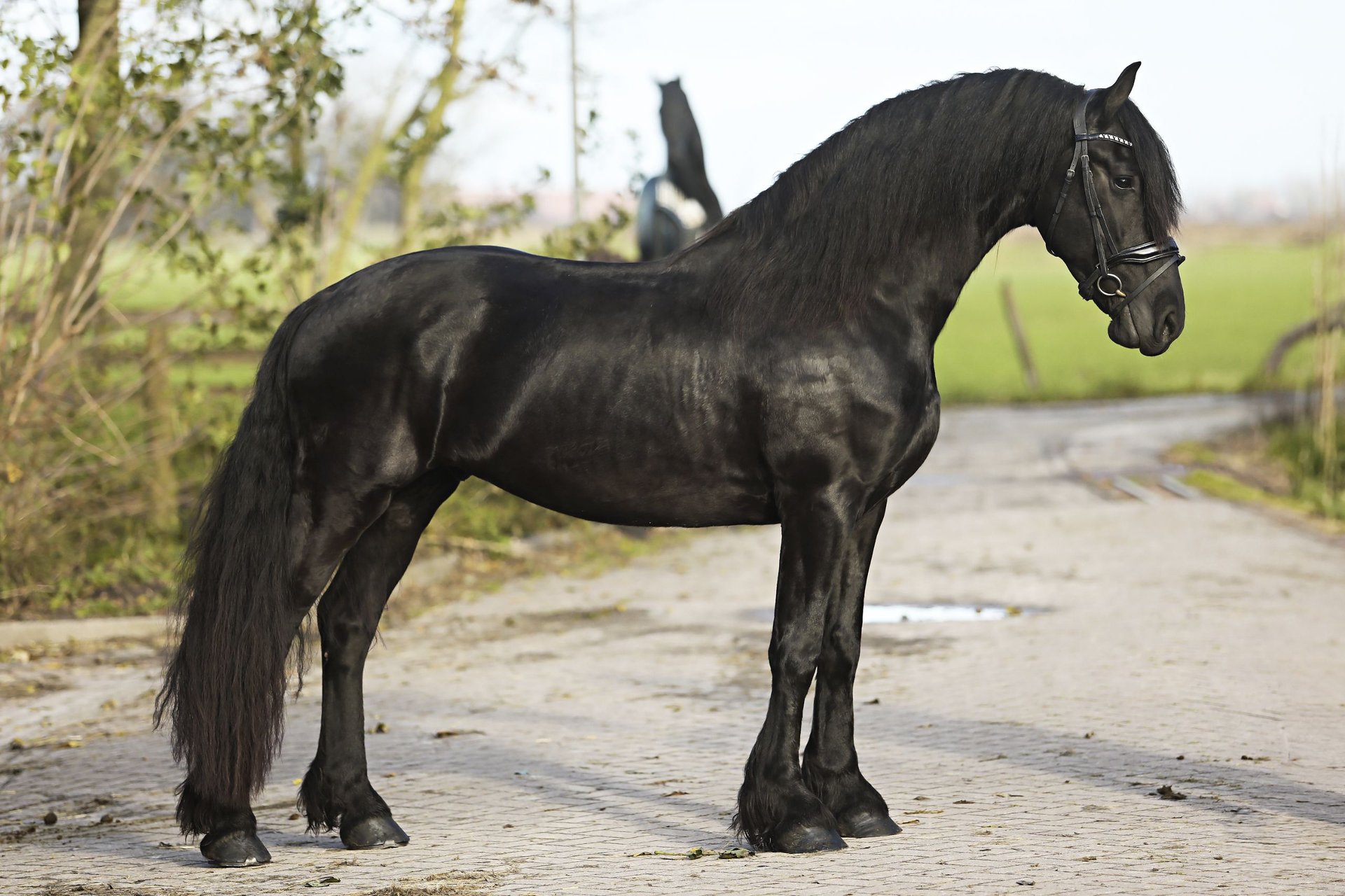 Friesian horses Gelding 5 years 16 hh Black in Britswert