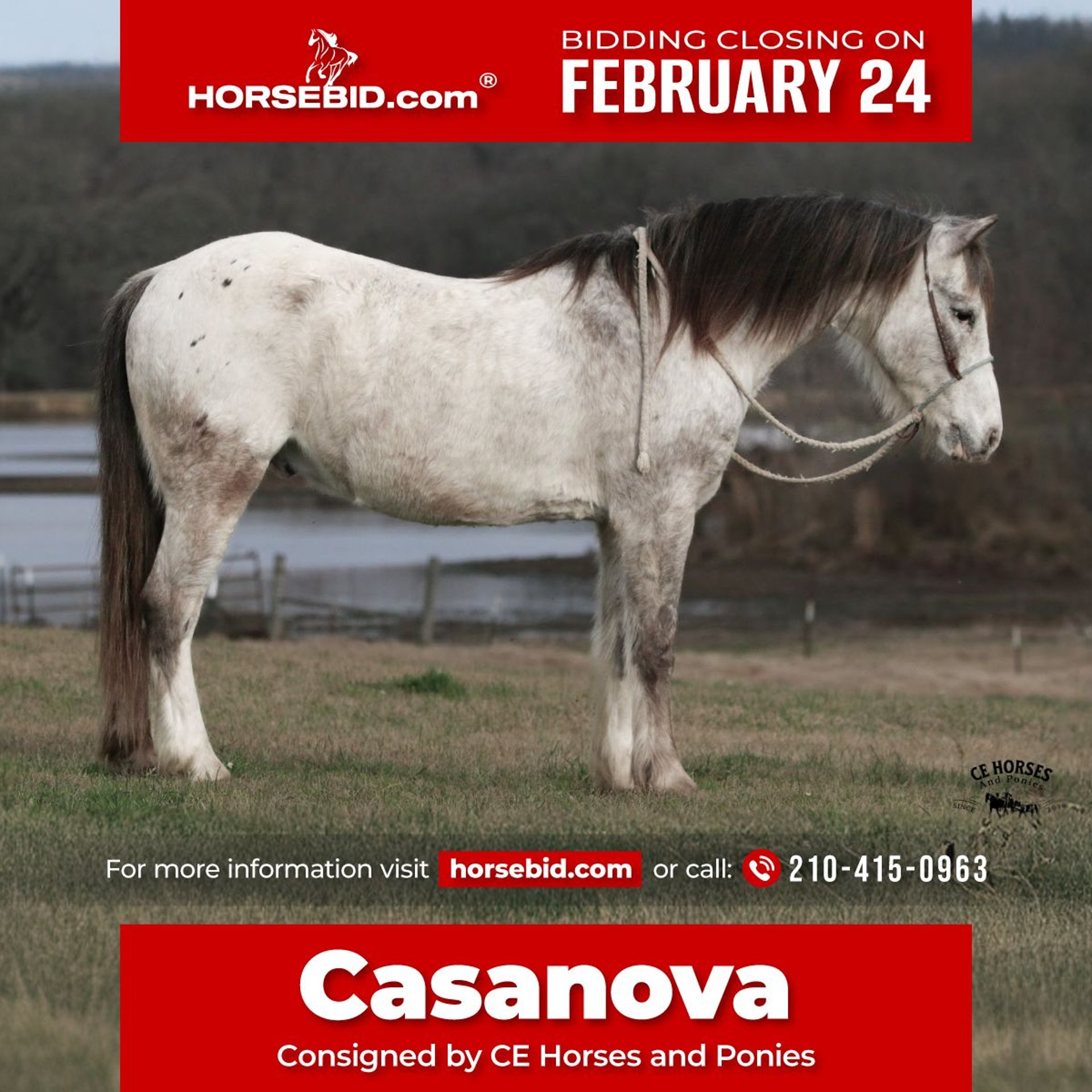 Quarter Pony Gelding 12 years 12 hh in Carthage, TX