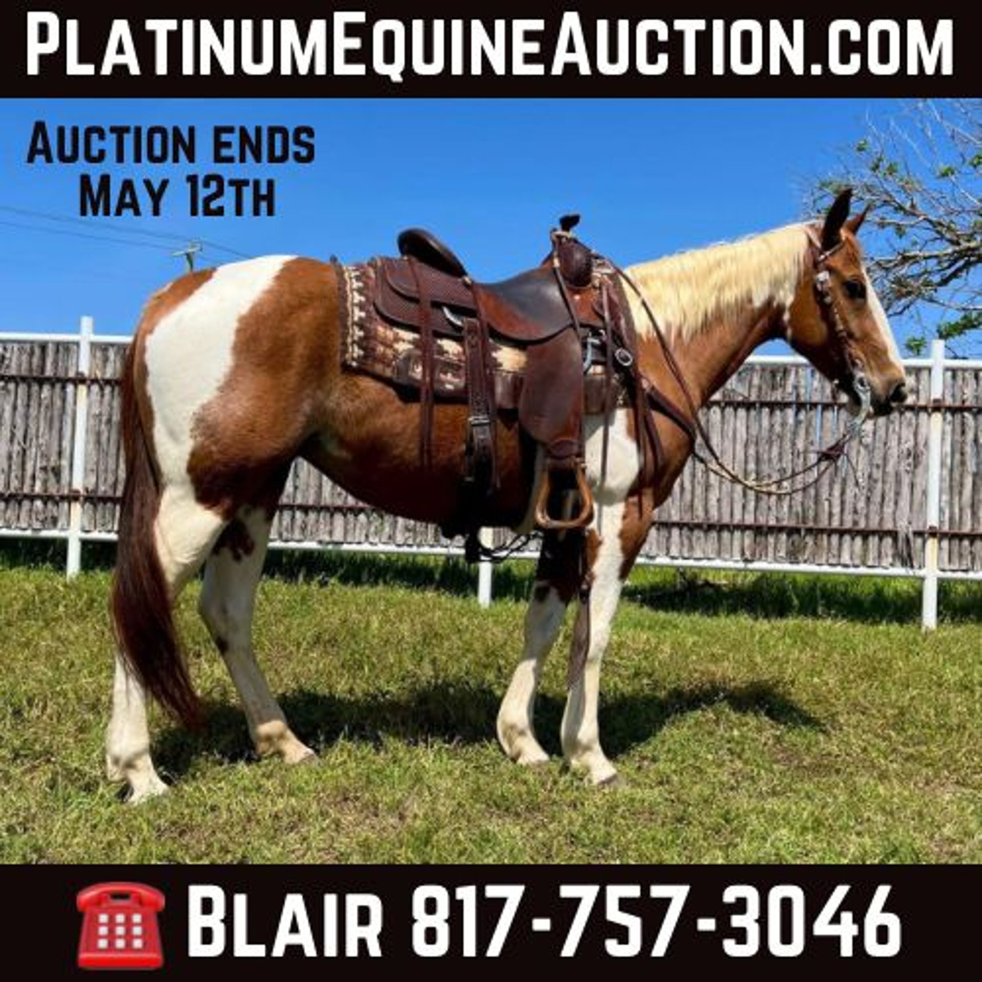 American Quarter Horse Gelding 8 years Tobiano-all-colors in Weatherford TX