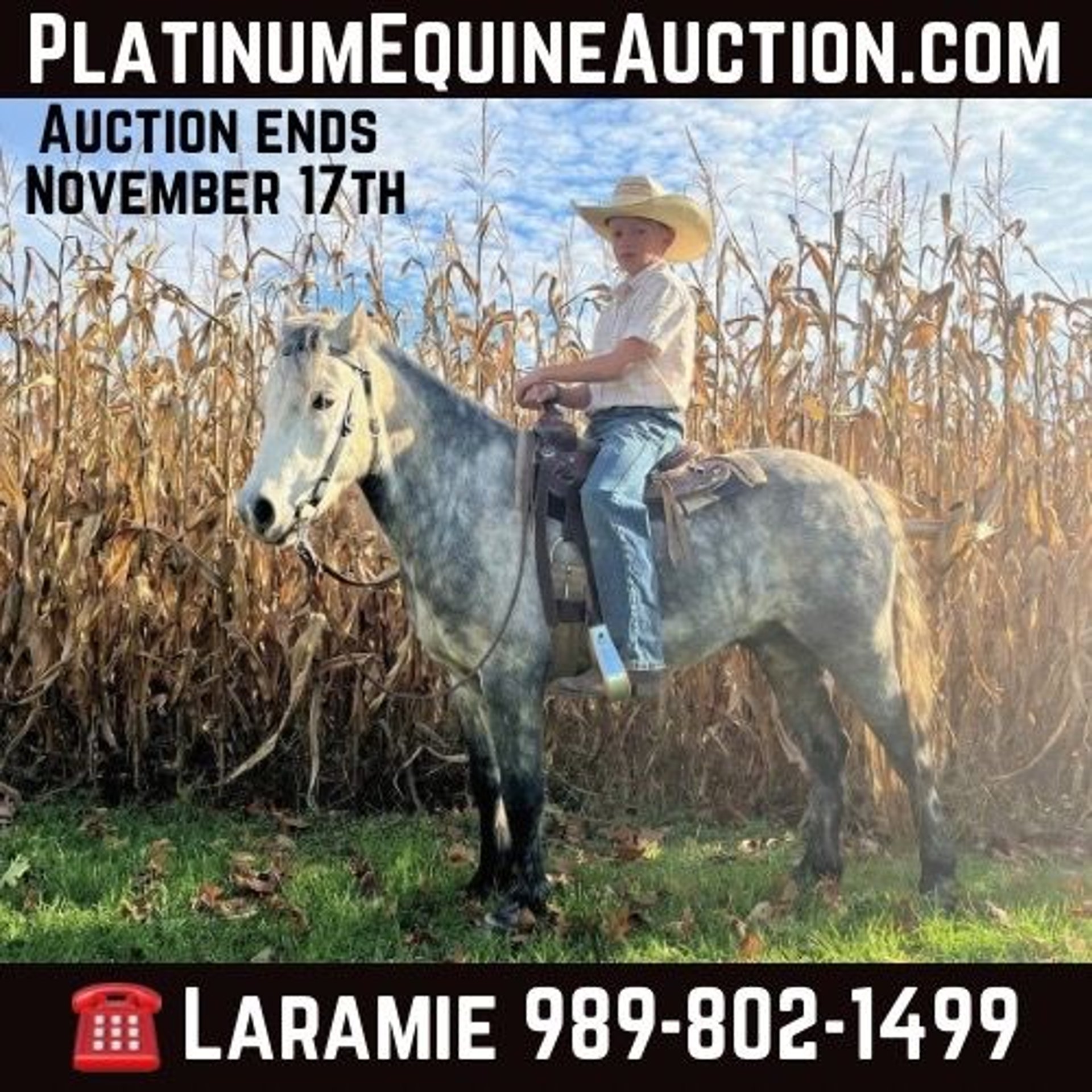 American Quarter Horse Gelding 7 years 12 hh Gray-Dapple in Oakley MI