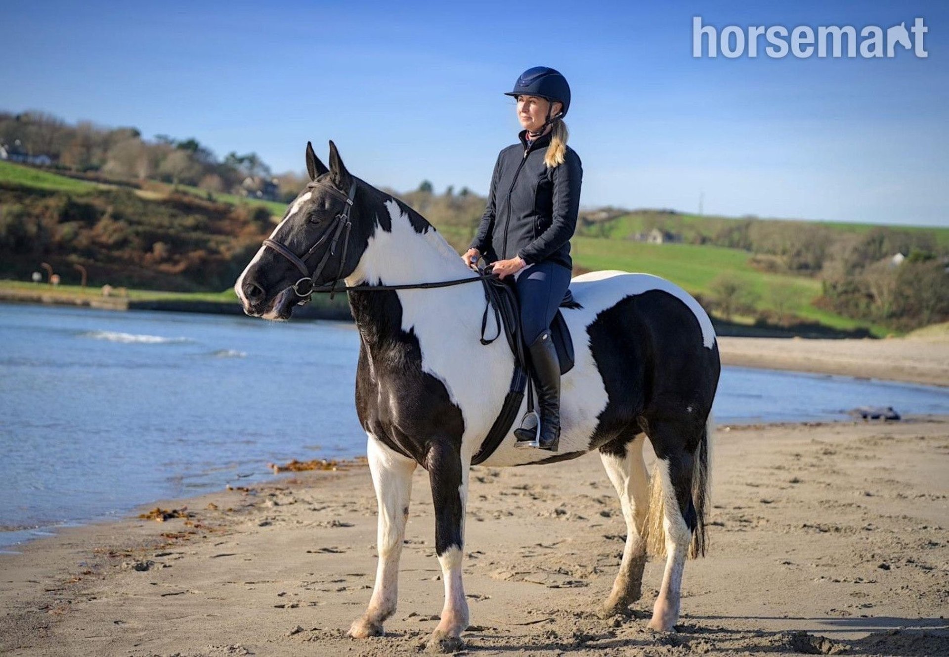 Cob Mare 6 years 15,3 hh Overo-all-colors in Rosscarbery