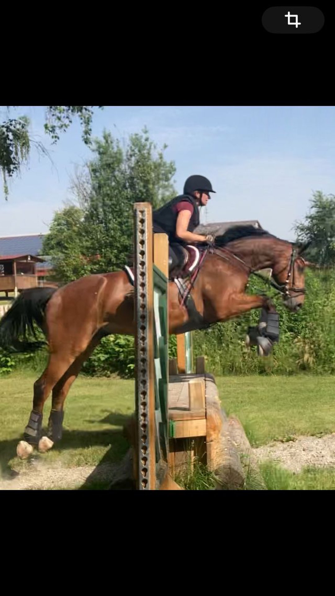 Baden Wuerttemberg Blandning Valack 7 år 165 cm in Lichtenau