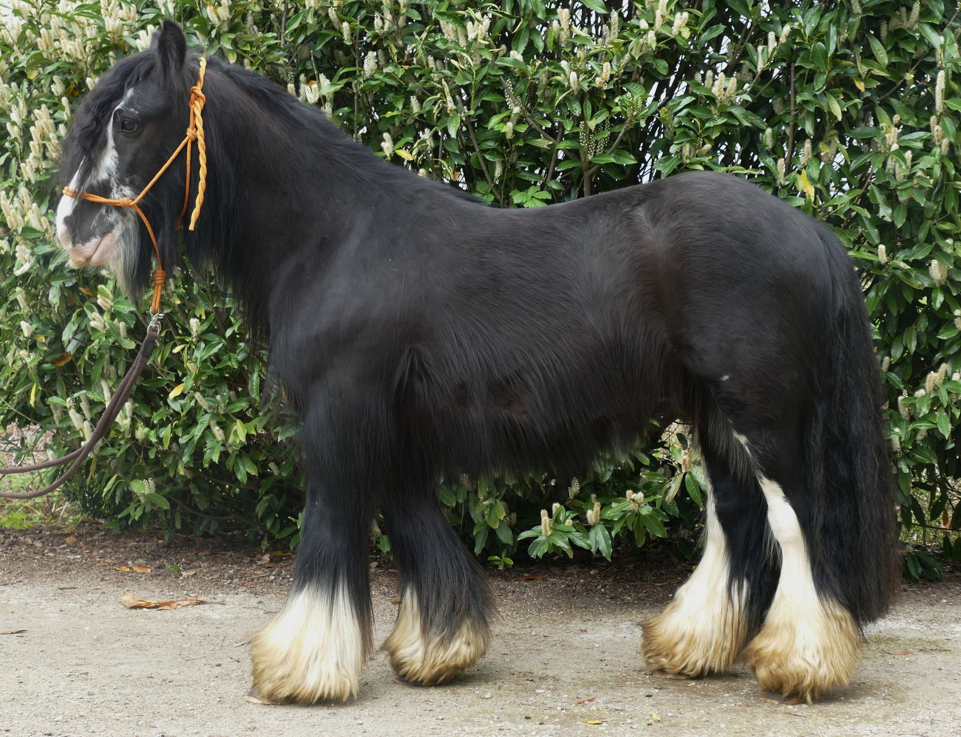 Gypsy Horse Gelding 8 years 13 hh Black in Lathen