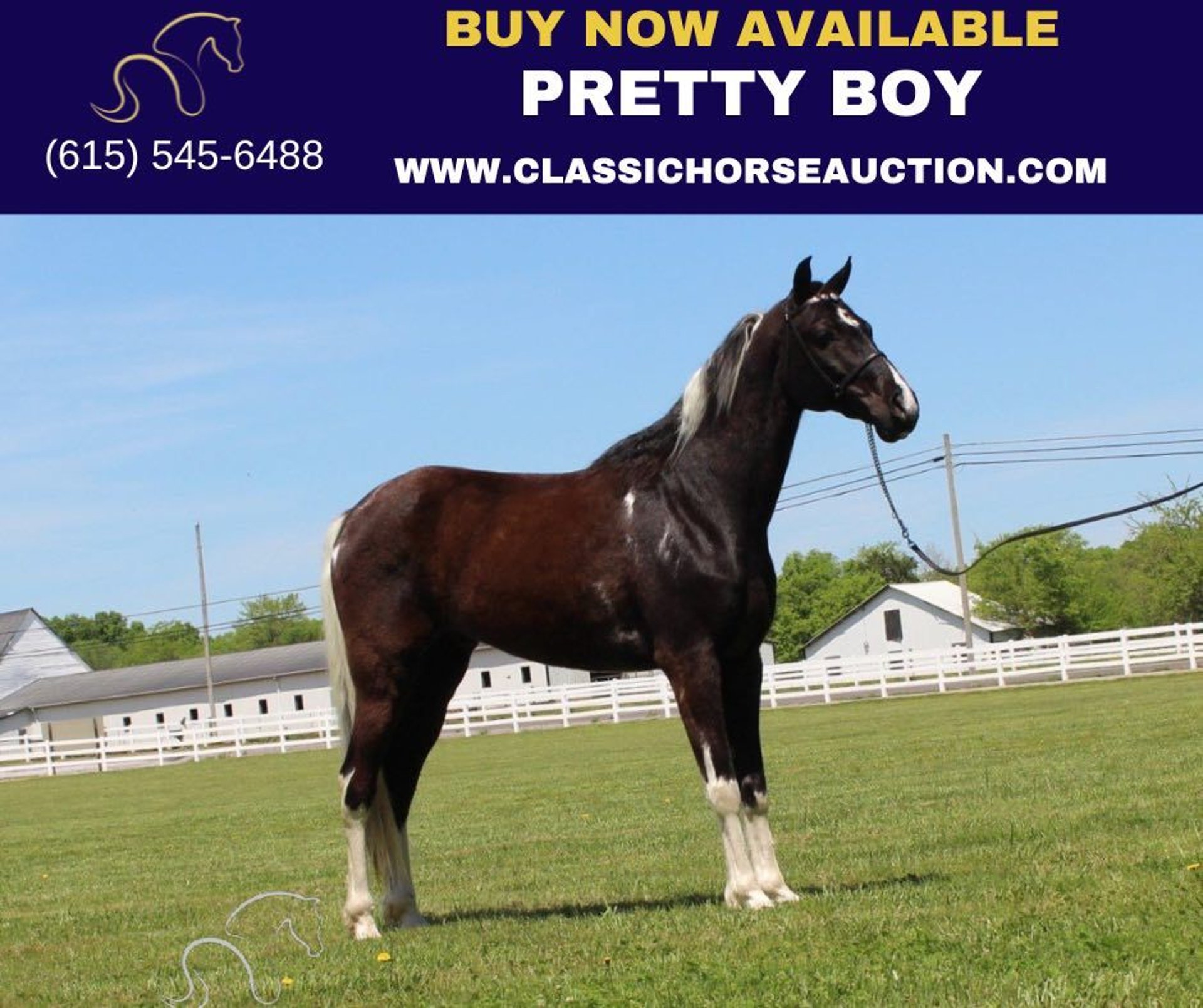 Spotted Saddle Horse Wallach 9 Jahre 152 cm Tobiano-alle-Farben in Lewisburg,TN