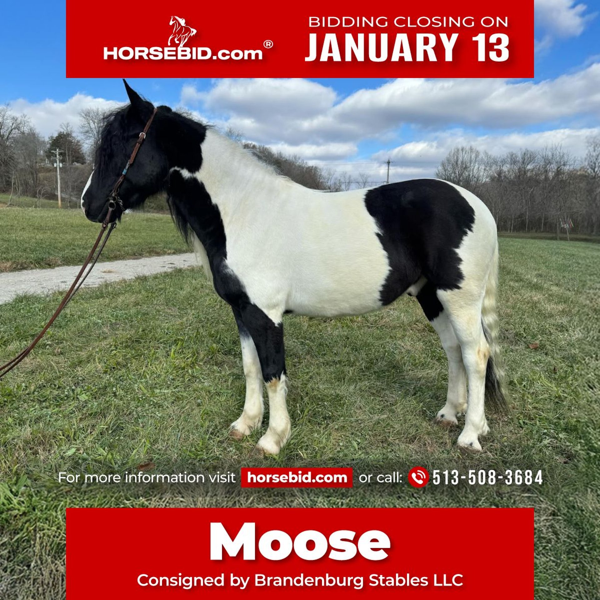 Gypsy Horse Mix Gelding 7 years 15,2 hh in Mize, KY