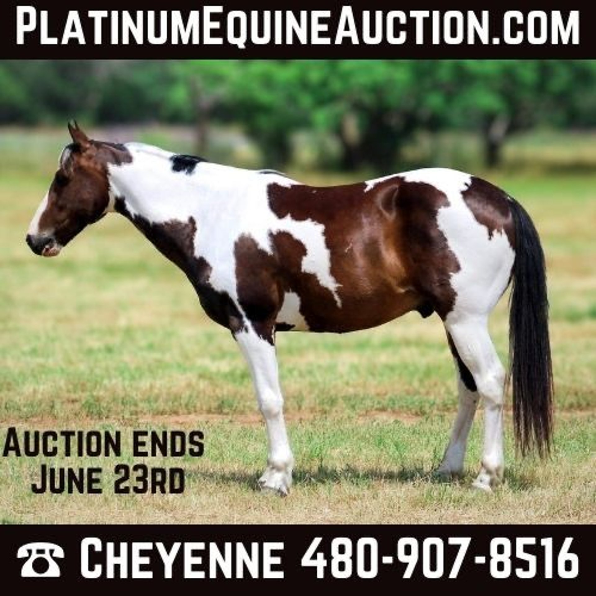 American Quarter Horse Gelding 10 years Tobiano-all-colors in ...