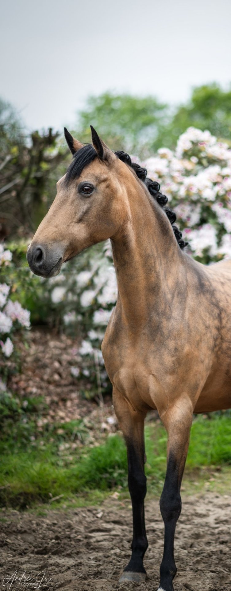 Deutsches Reitpony Stute 18 Jahre 146 cm Falbe in Bochum