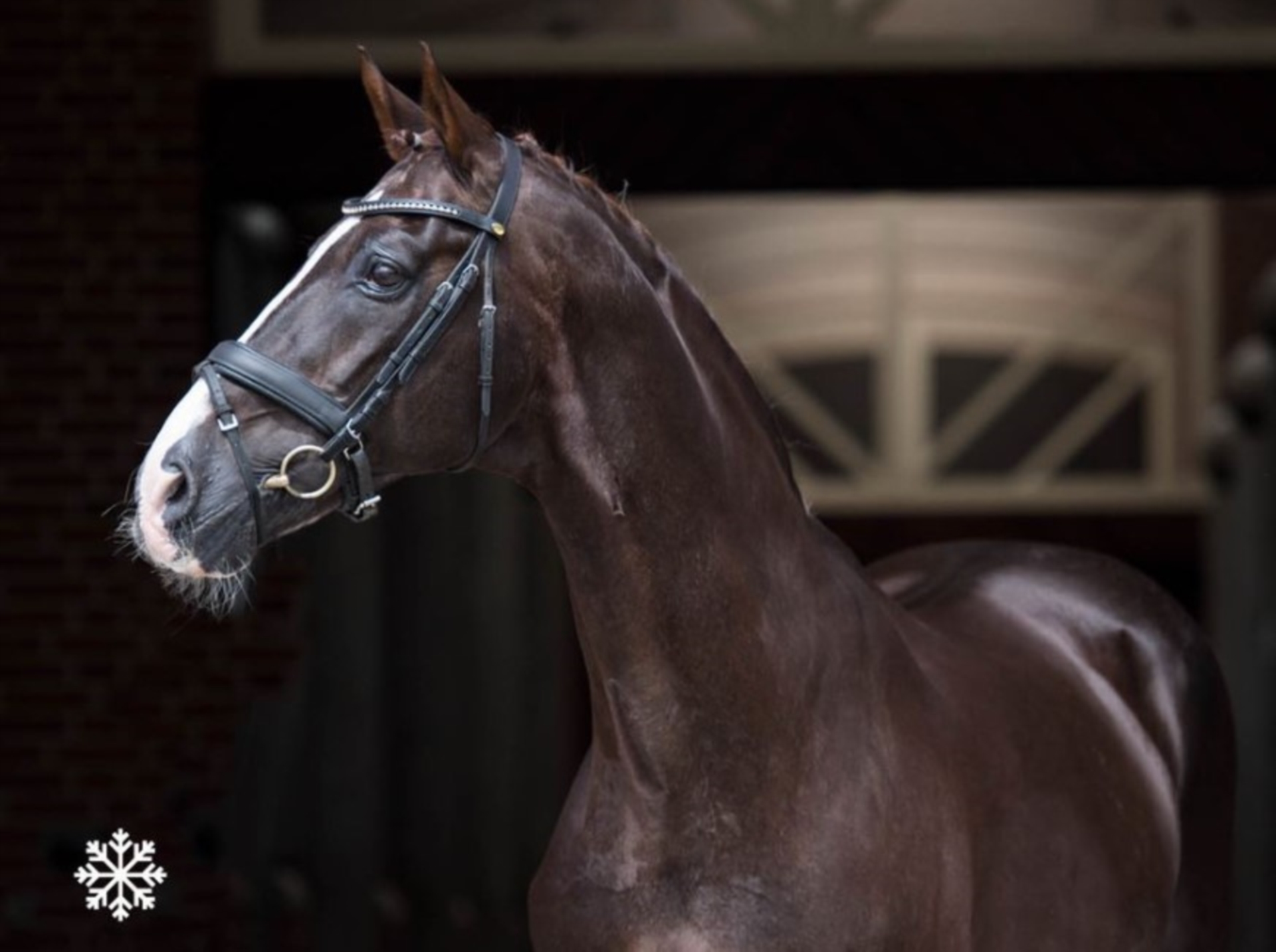 BLUE HORS DON SCHUFRO Oldenburger Hengst Dunkelfuchs in RANDBØL