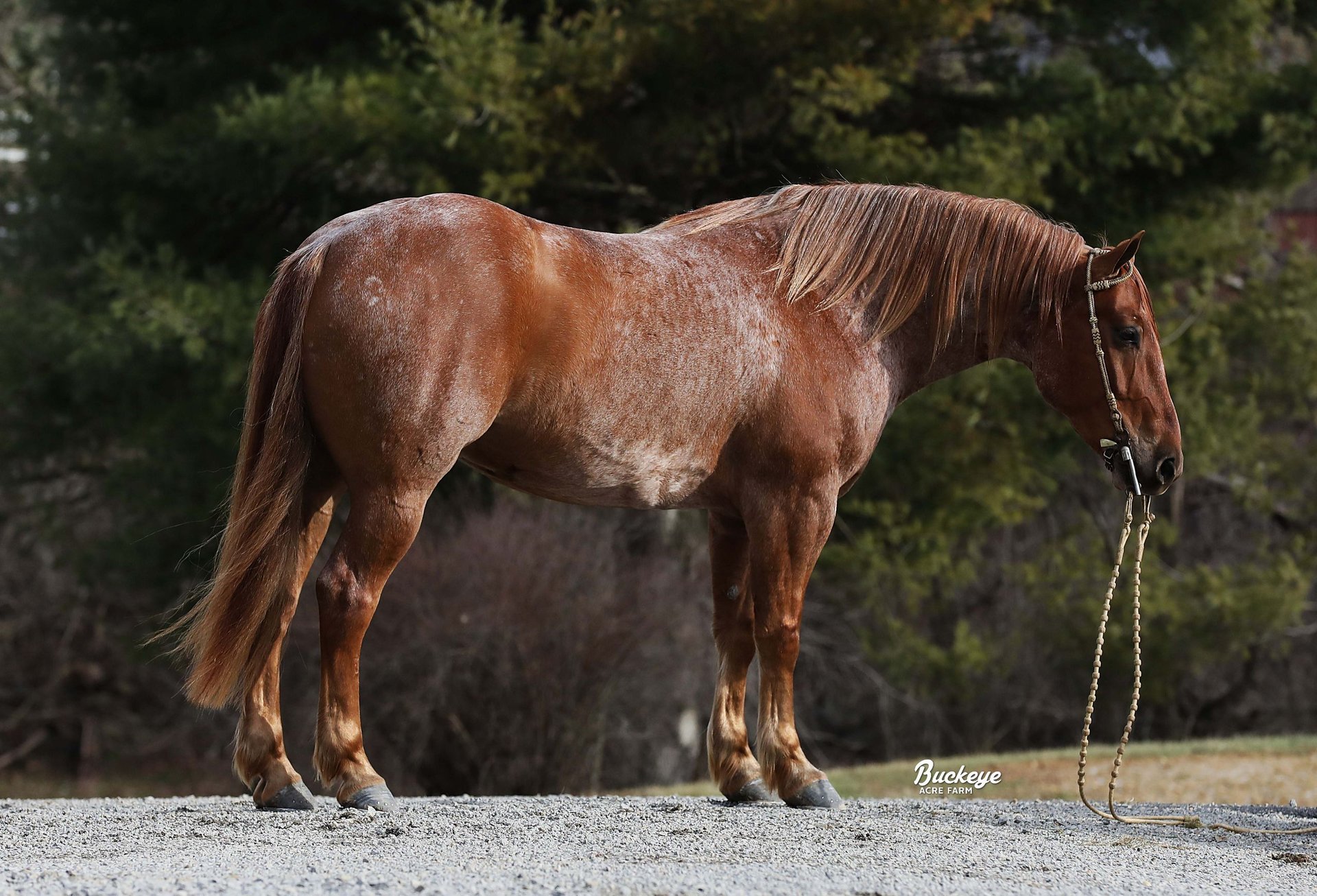 Draft Horse Mix Gelding 8 years Roan-Red in Millersburg