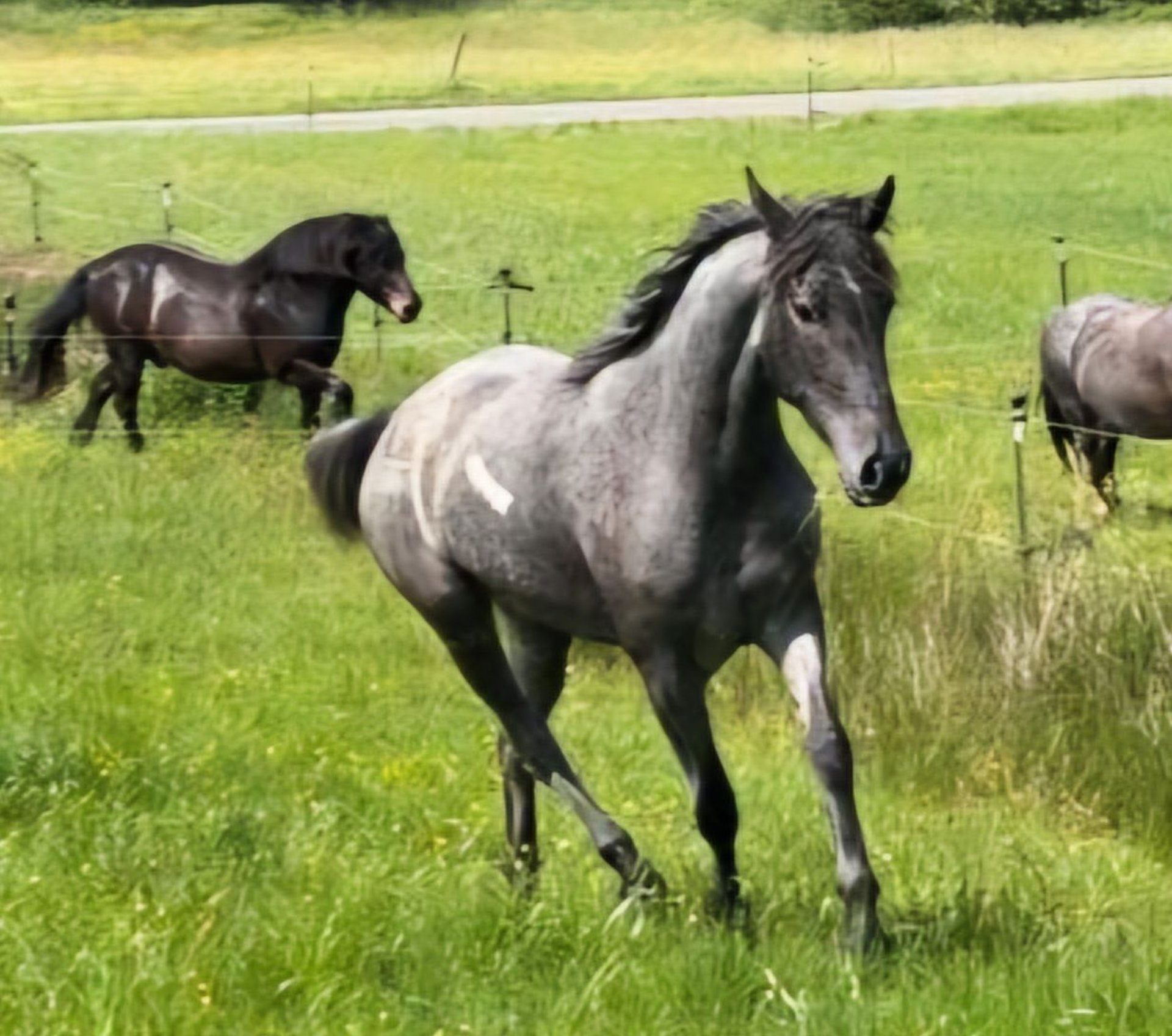 Andalusian Mix Mare 4 years in Kleinkahl
