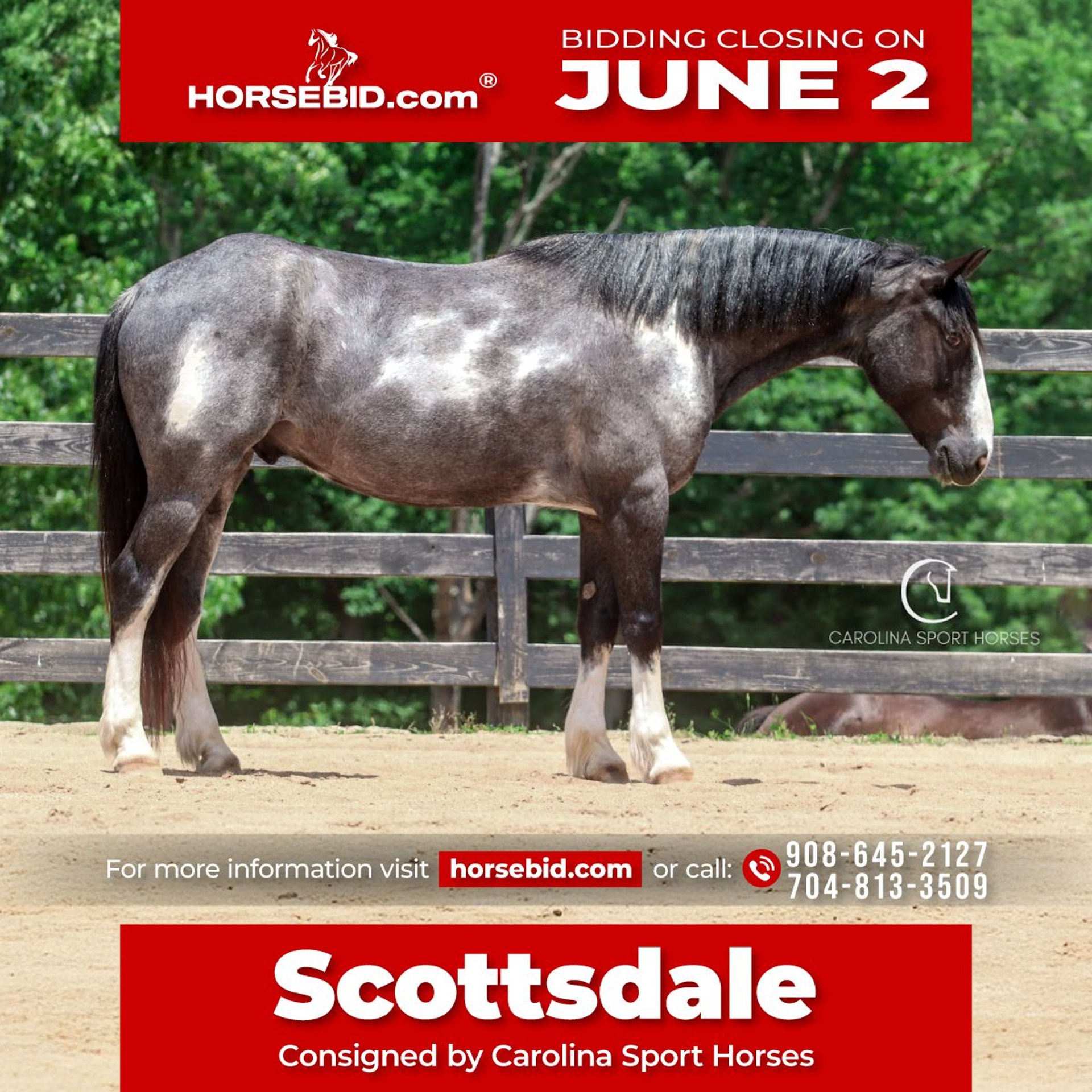 Caballo cuarto de milla Mestizo Caballo castrado 8 años 152 cm Ruano ...